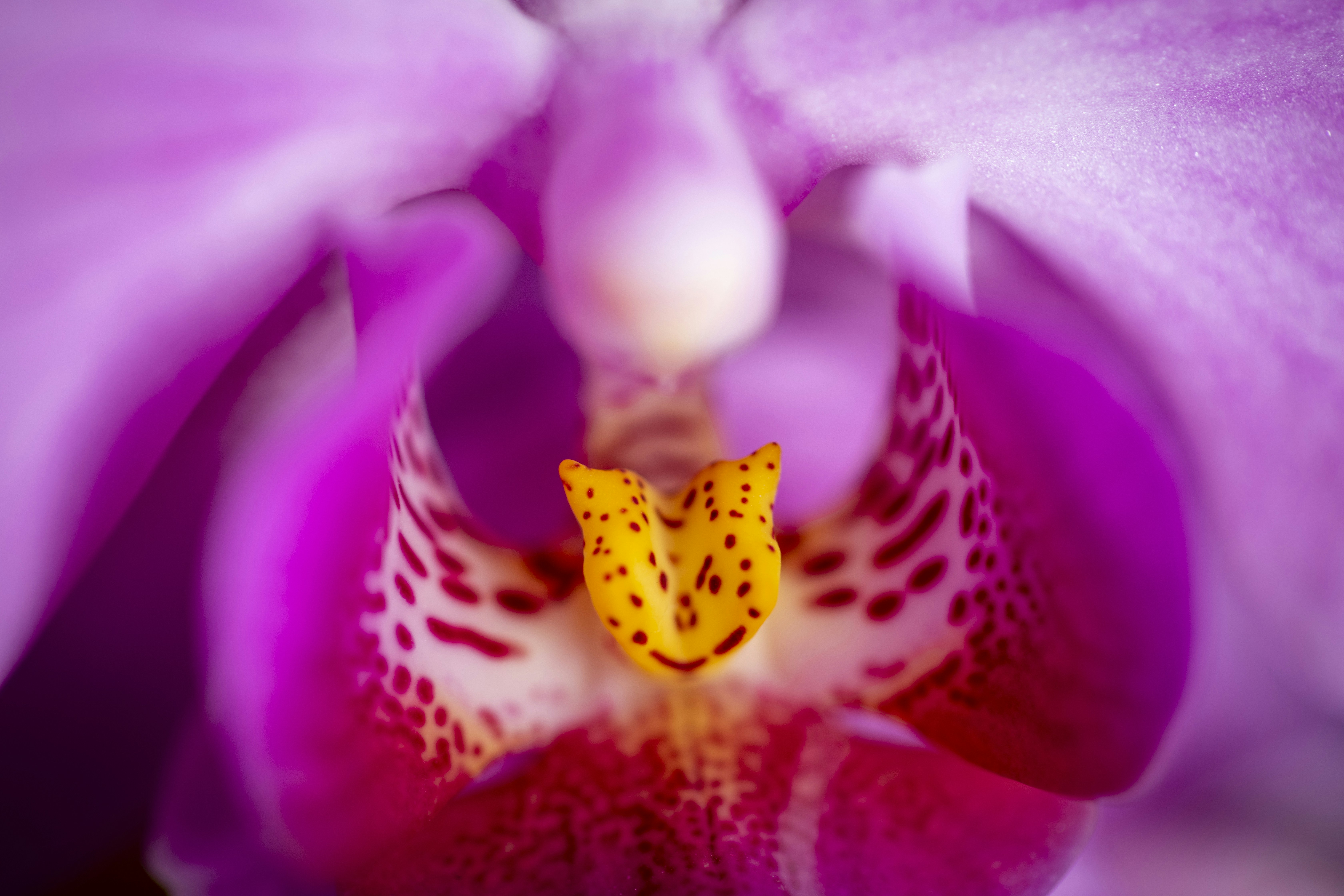 Purple Velvet Center: A Macro Portrait of the Orchid’s Speckled Lip