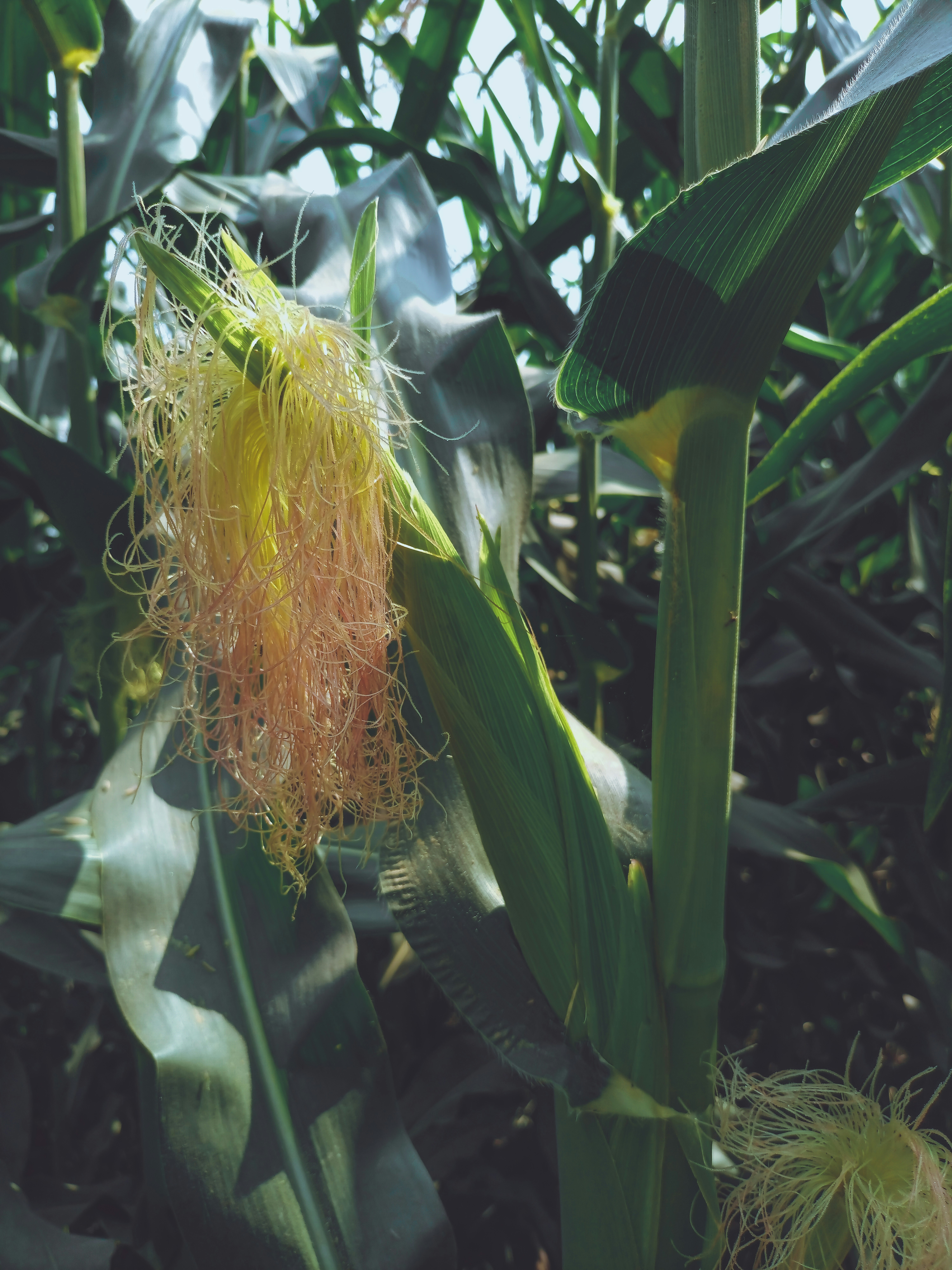 a corn cob in a corn field