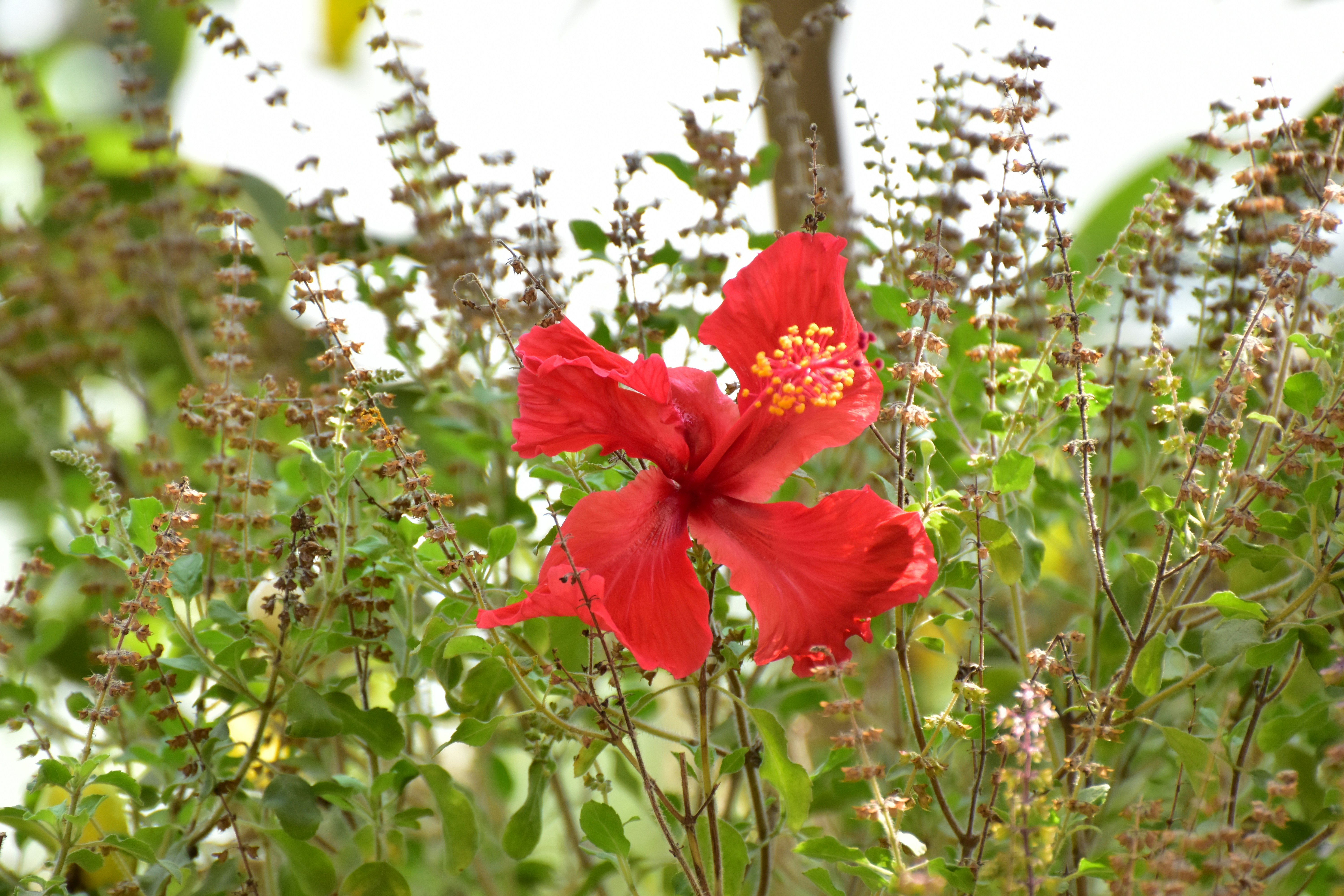 Crimson Hibiscus Centerstage Amid Quiet Garden Foliage