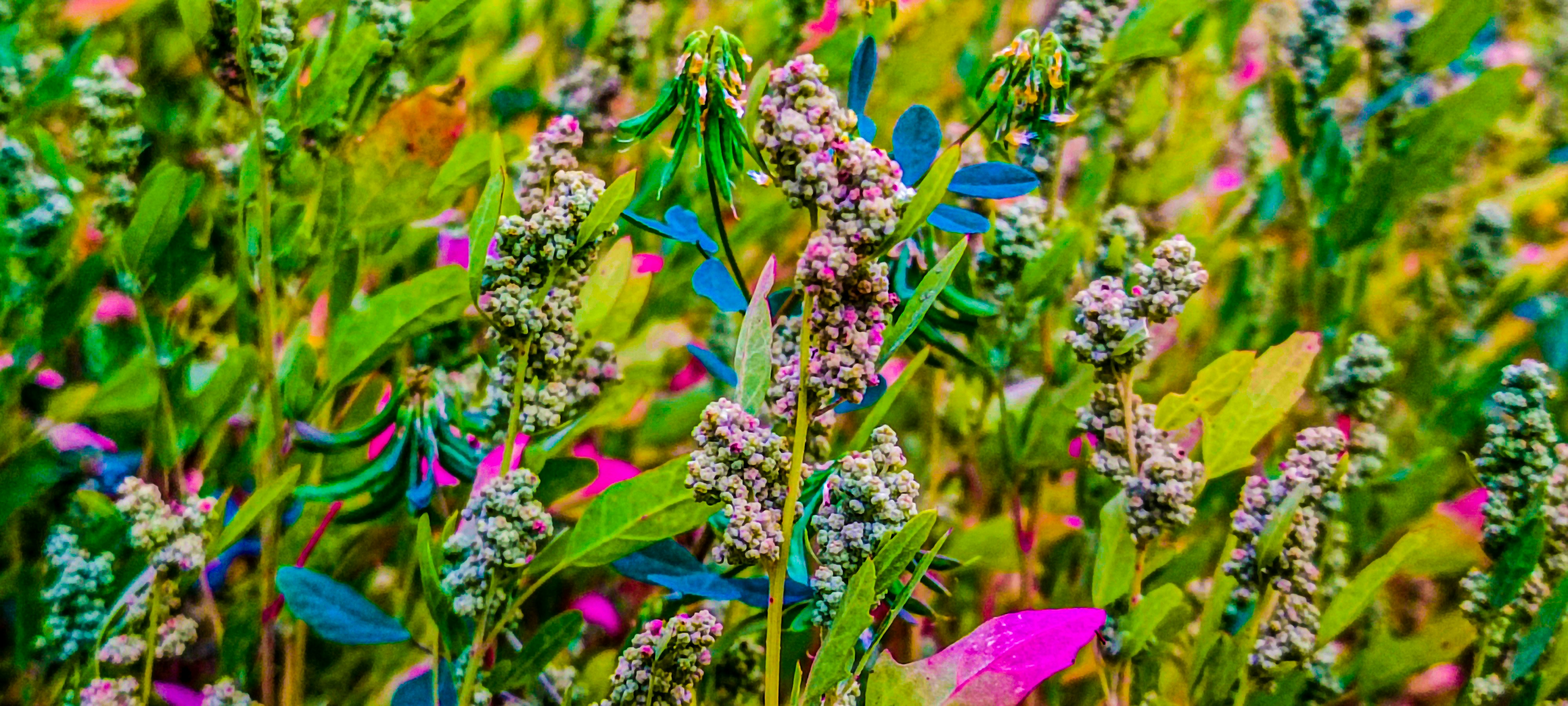 Petaled Chaos: A Vivid Burst of Wildflower Hues