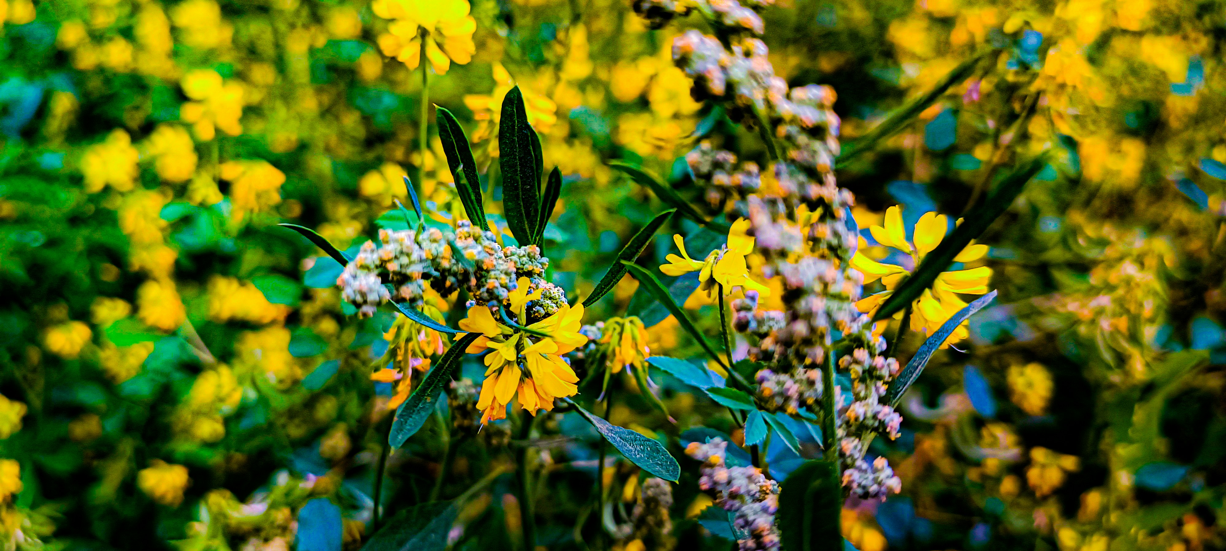 Close-up photograph of vivid yellow flowers with delicate white clusters amid green foliage. The shallow depth of field isolates the foreground blooms.