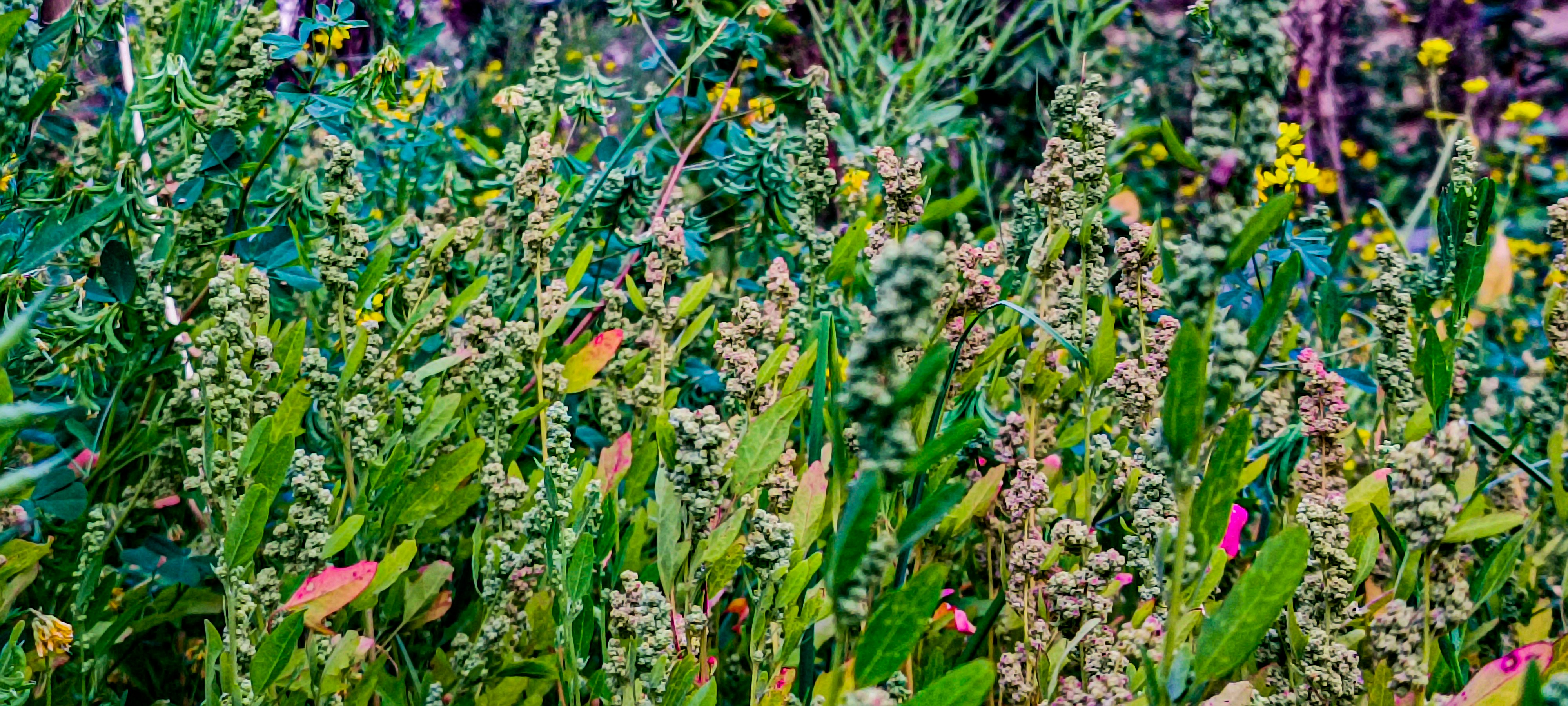 Verdant Bloomscape: A Sea of Fern-green Spires and Tiny Flowers