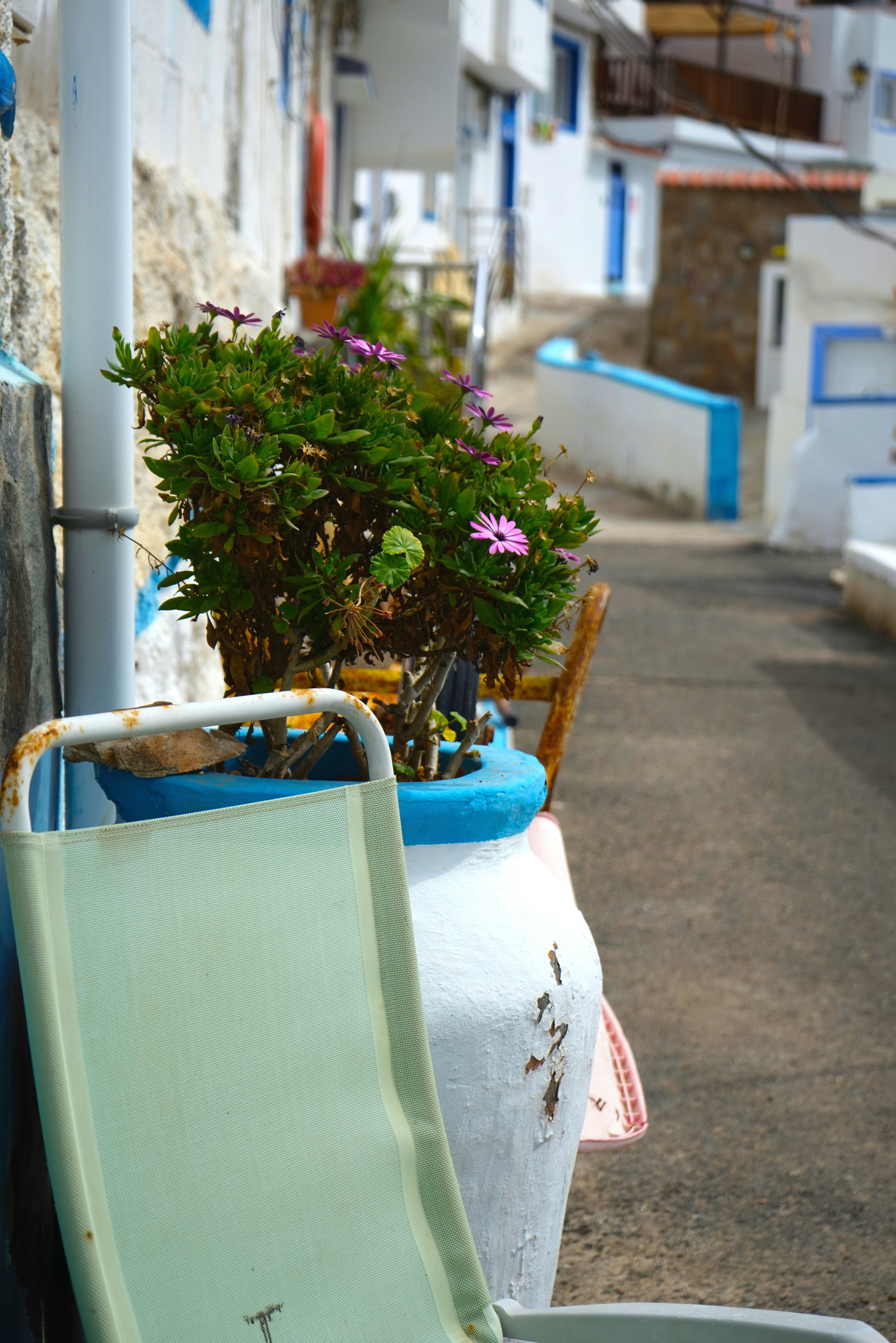 Floral Corner on a Mediterranean Path