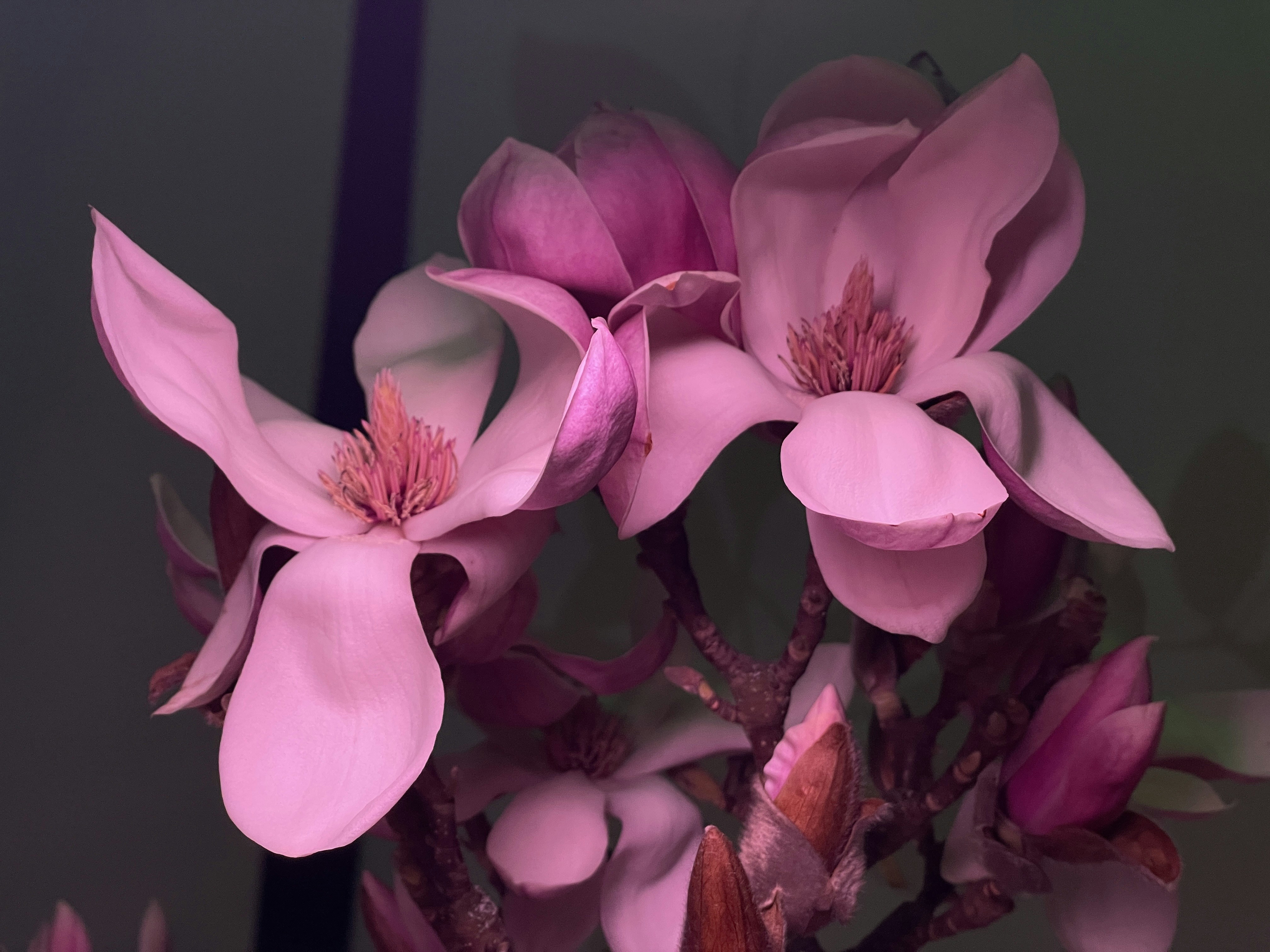 Nocturne Magnolia: Close-up of magenta petals bathed in moody, low-light glow