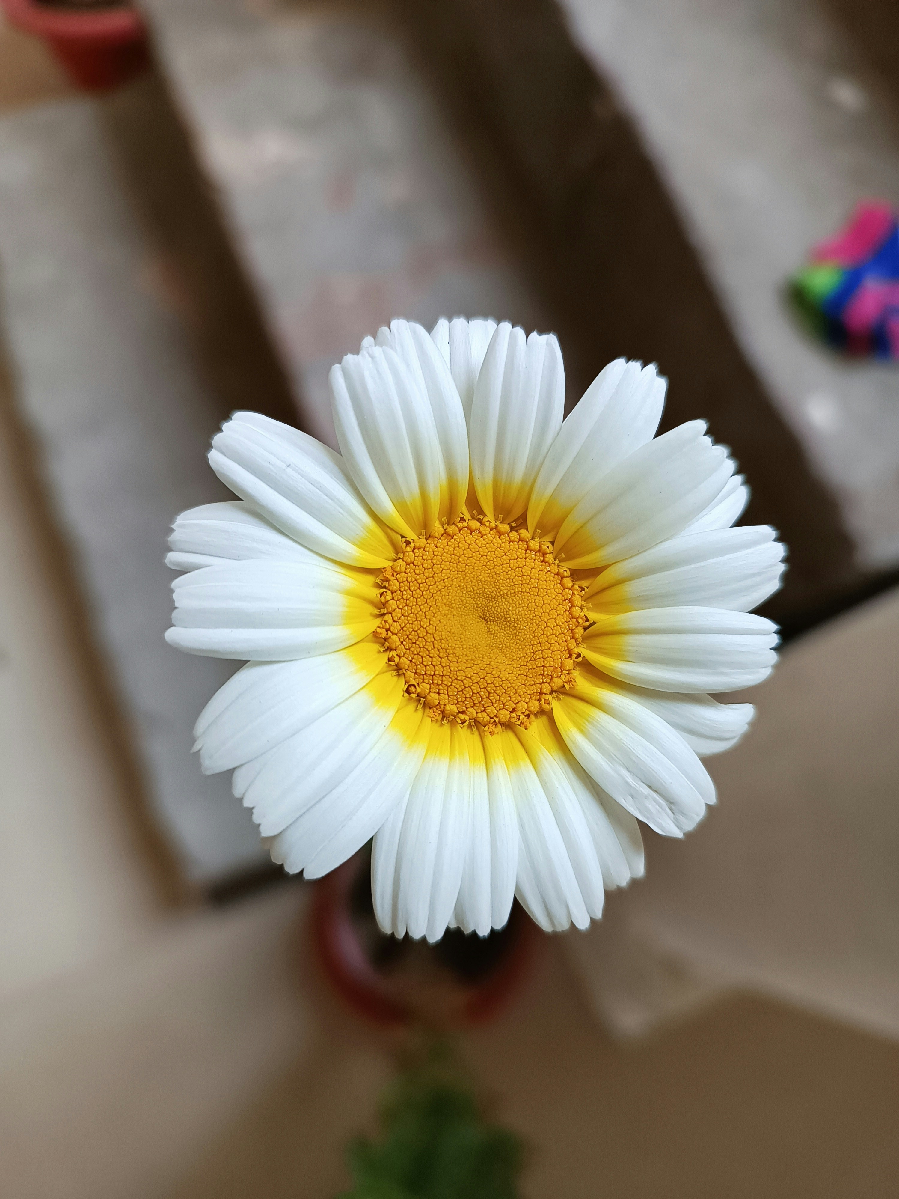 Close-up view of a vibrant daisy with white petals and a golden center, set against a blurred background.