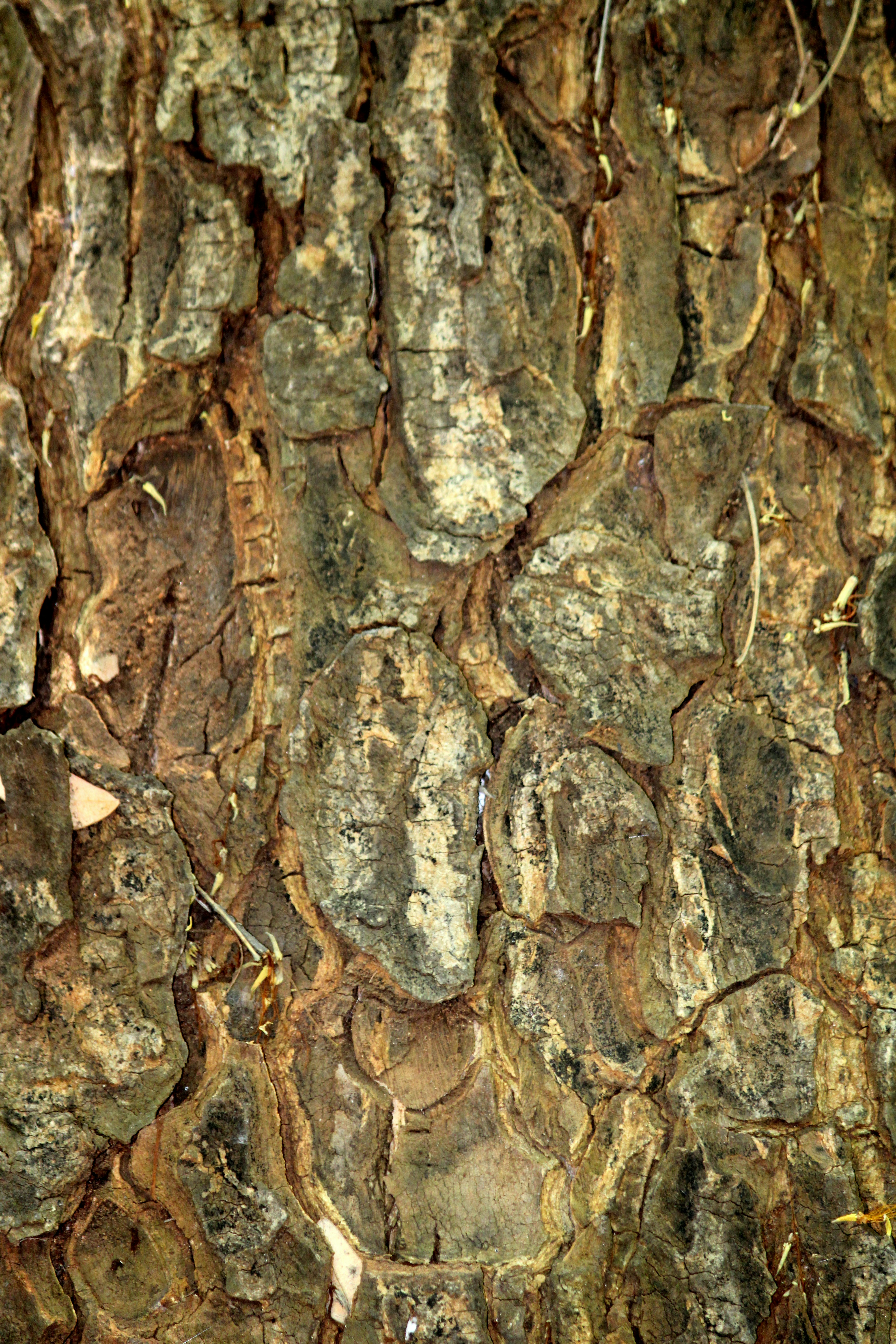 Photo by Vg Bingi with Canon EOS 2000D