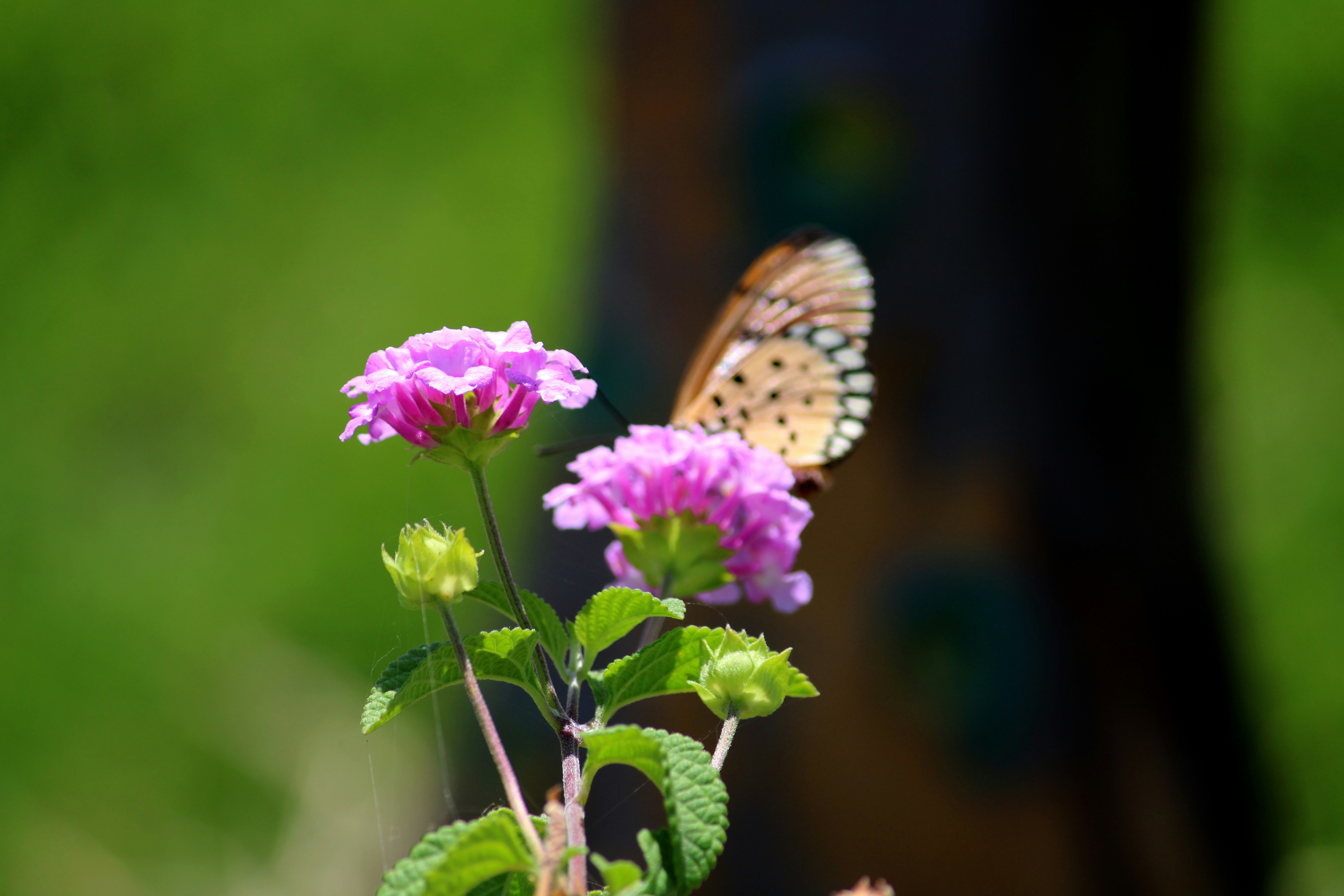 Petal Pulse: a butterfly rests on a pink bloom