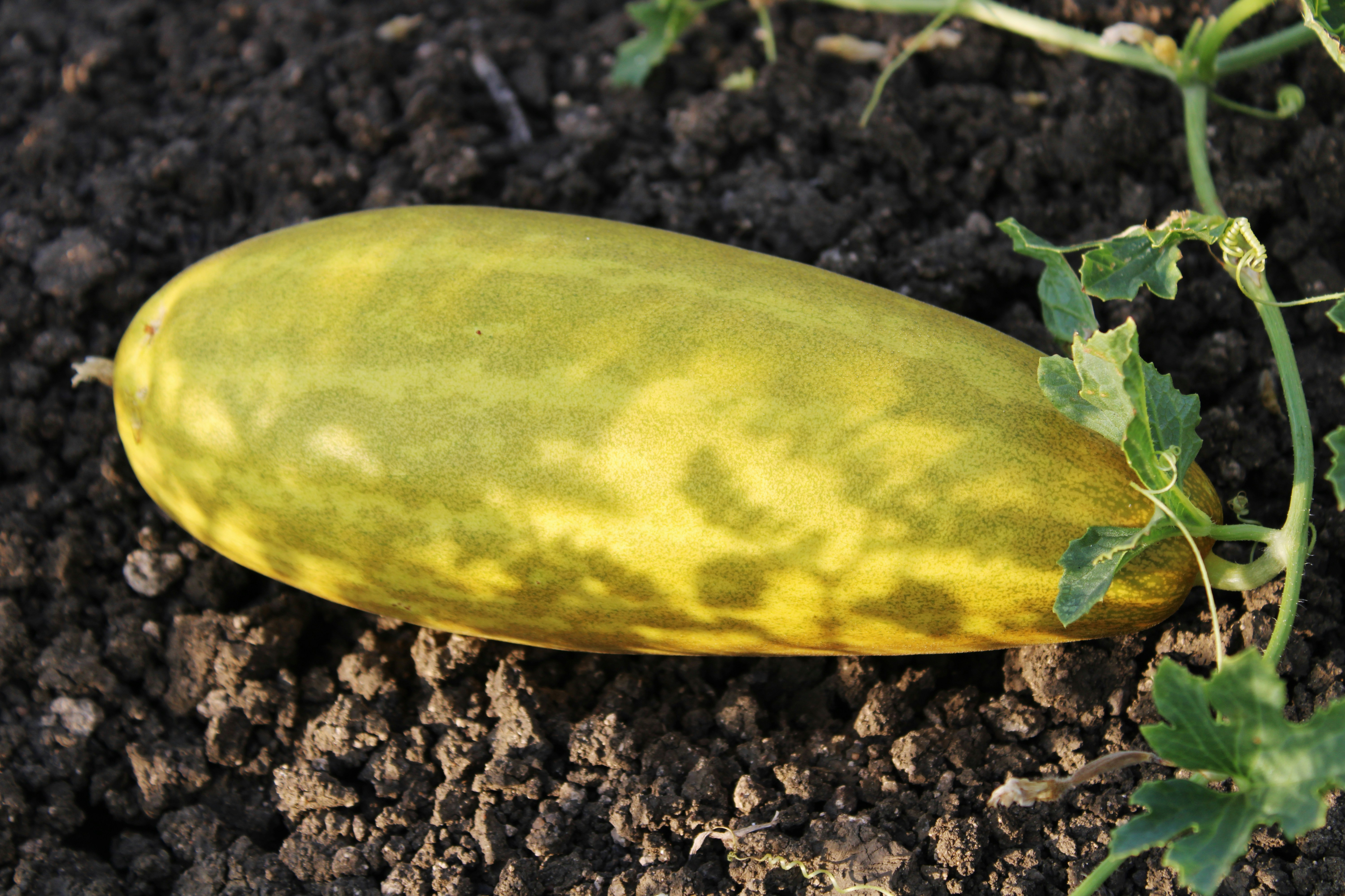 Un concombre jaune pousse dans la terre photo – Photo Karnataka ...