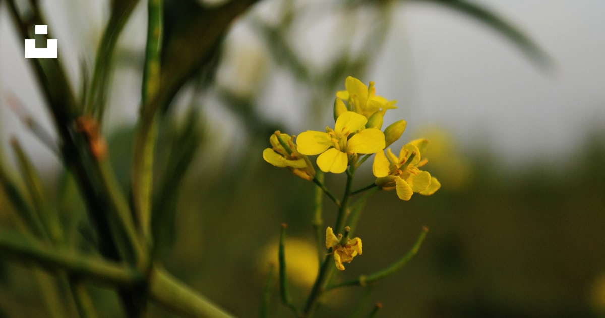 黄色い花を持つ植物の接写の写真 Unsplashの無料フングント写真