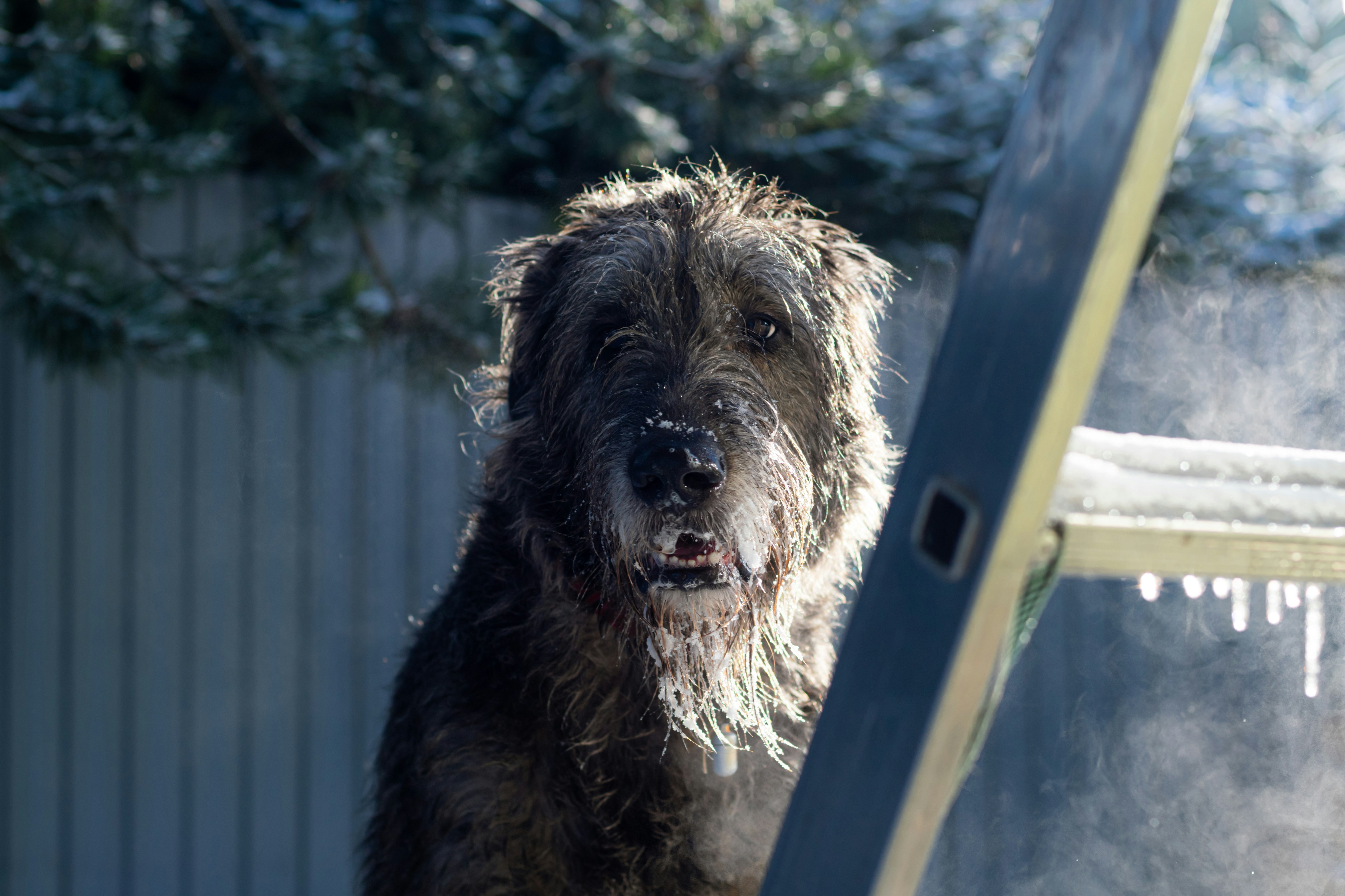 A Wet Belgian Terrier Emerges from Steam and Sunlight