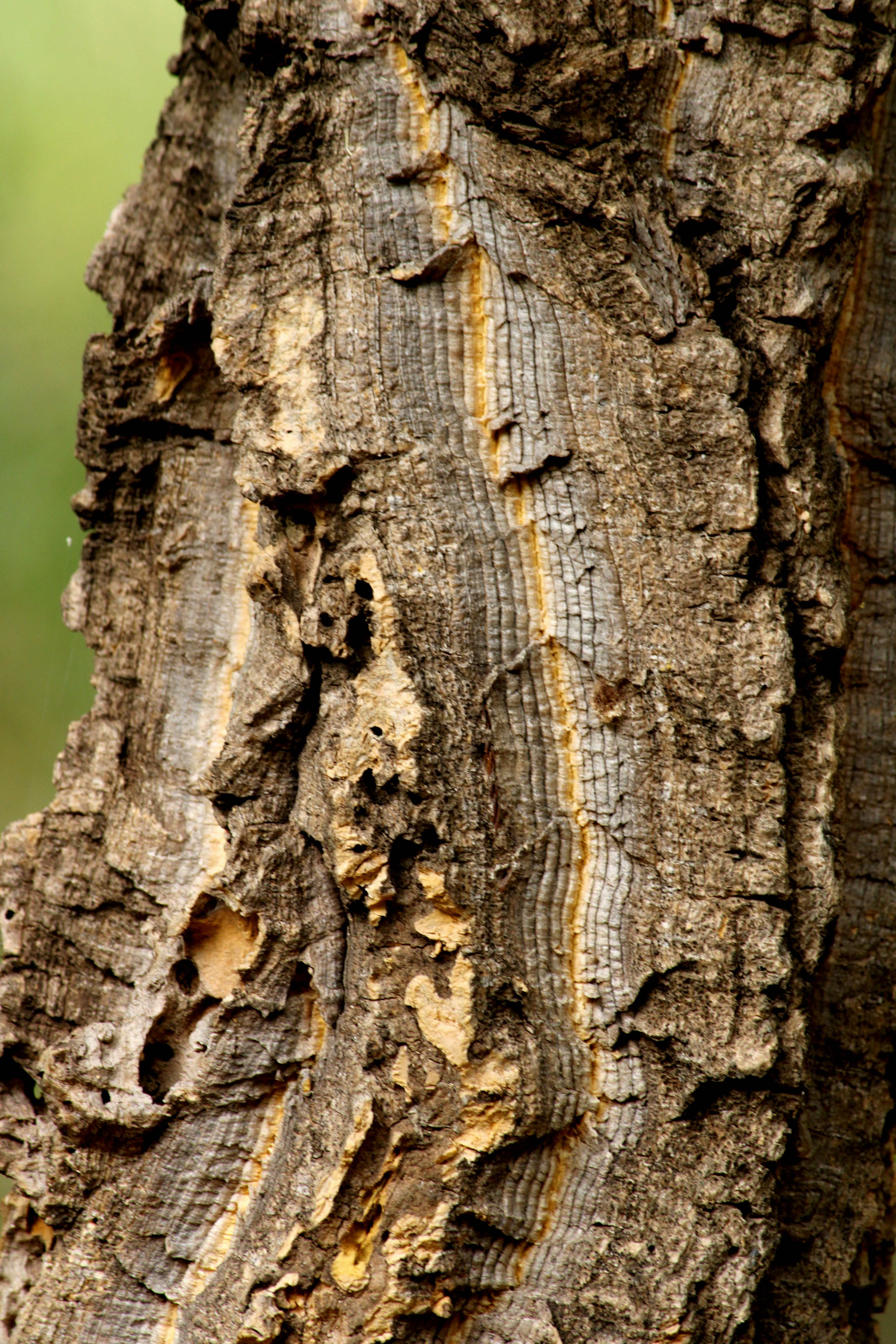 Rugged Bark: A Carved Tale of Tree Layers