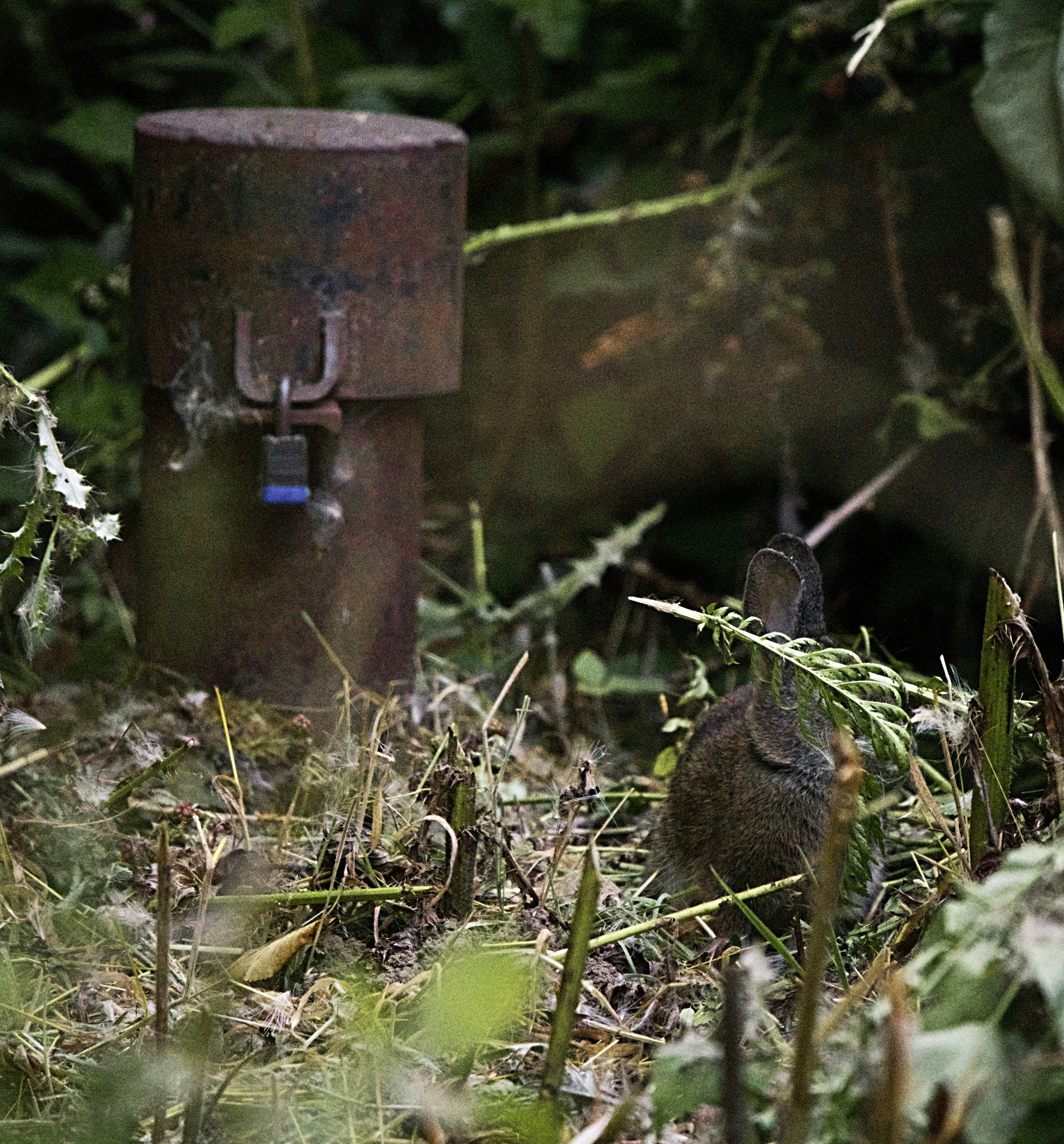Rusty Gate, Hidden Visitor: A Quiet Woodland Moment