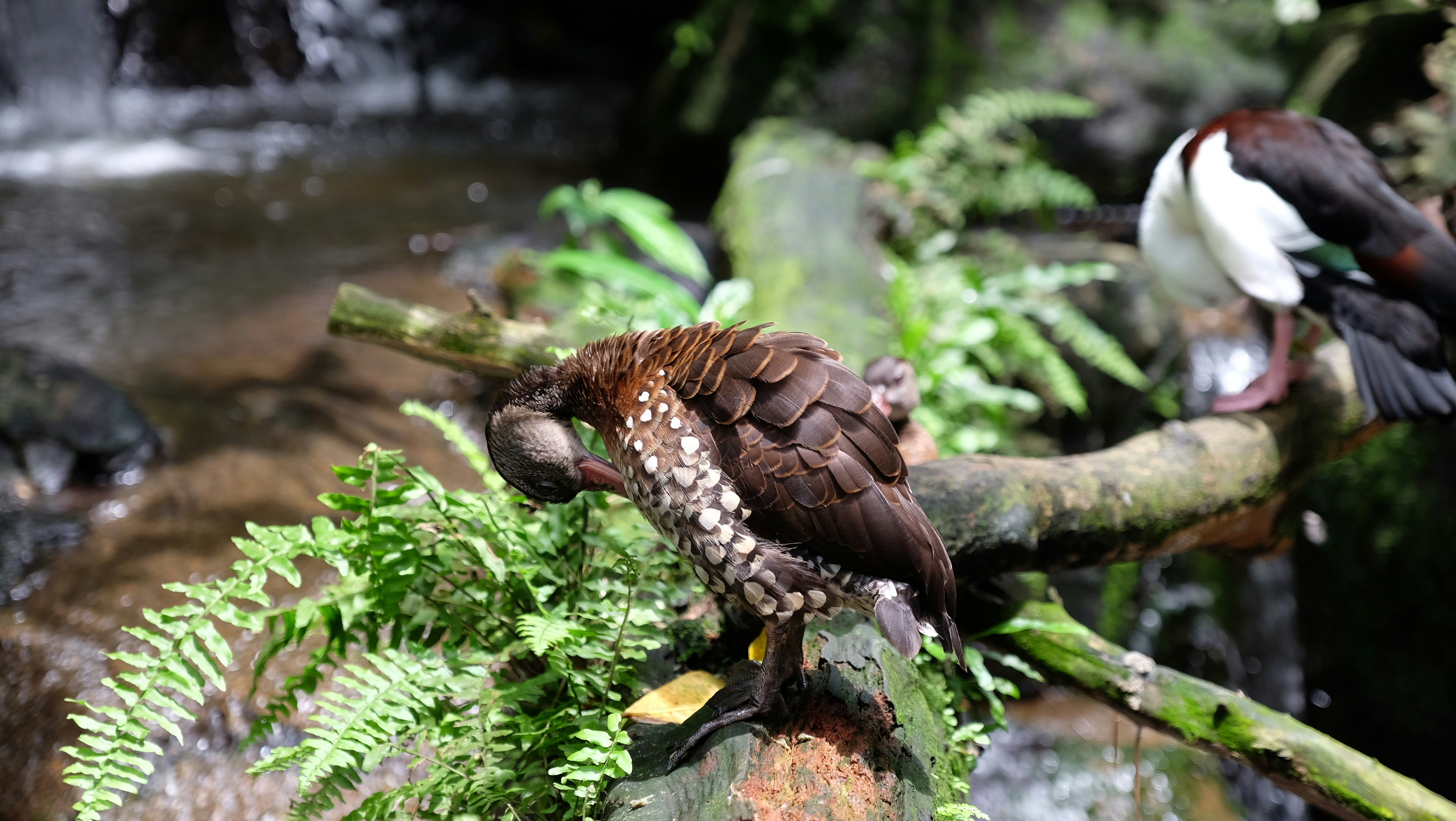 a couple of birds sitting on top of a tree branch