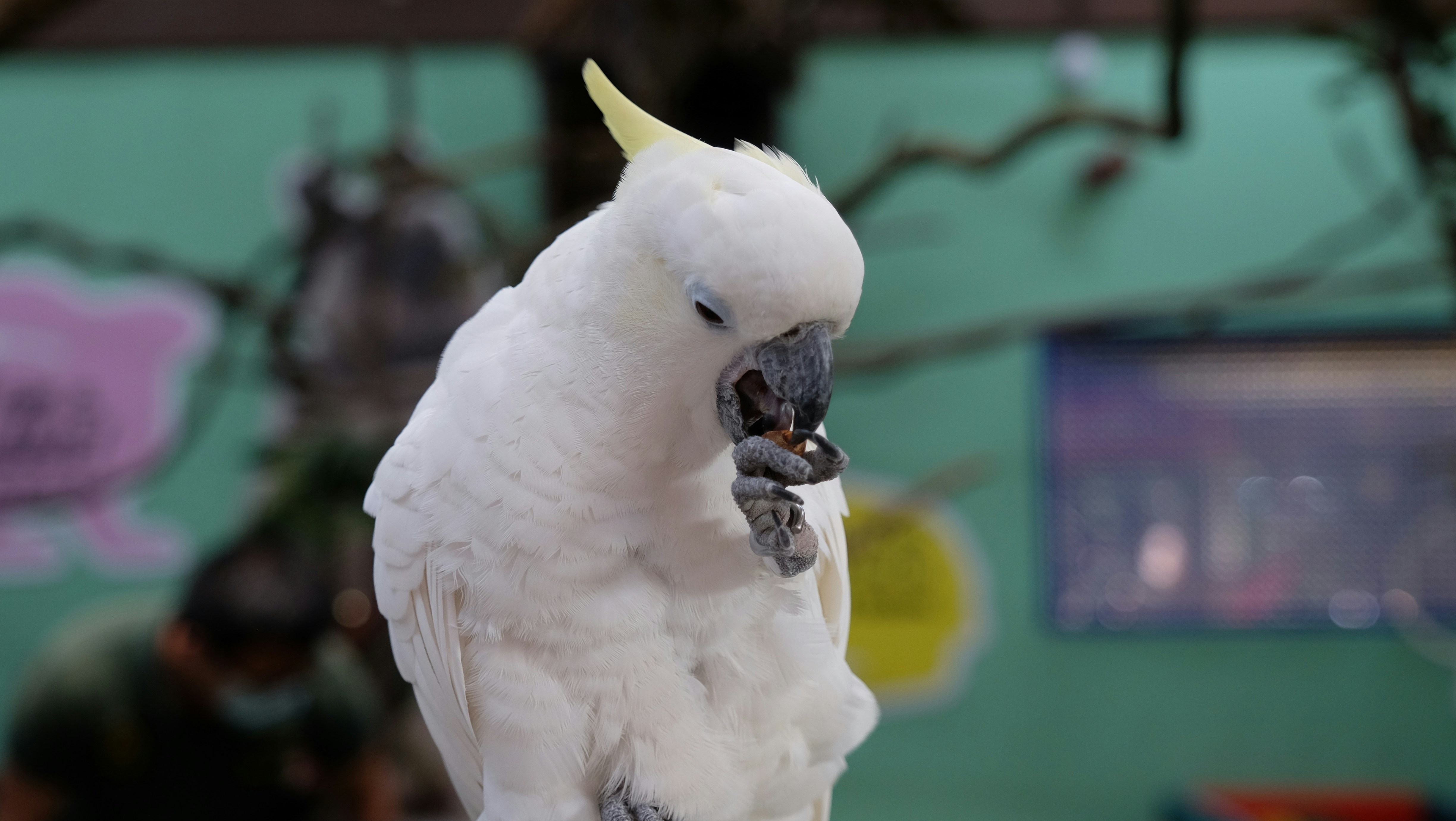 Foto Un loro blanco con un pico amarillo está sentado en una percha ...