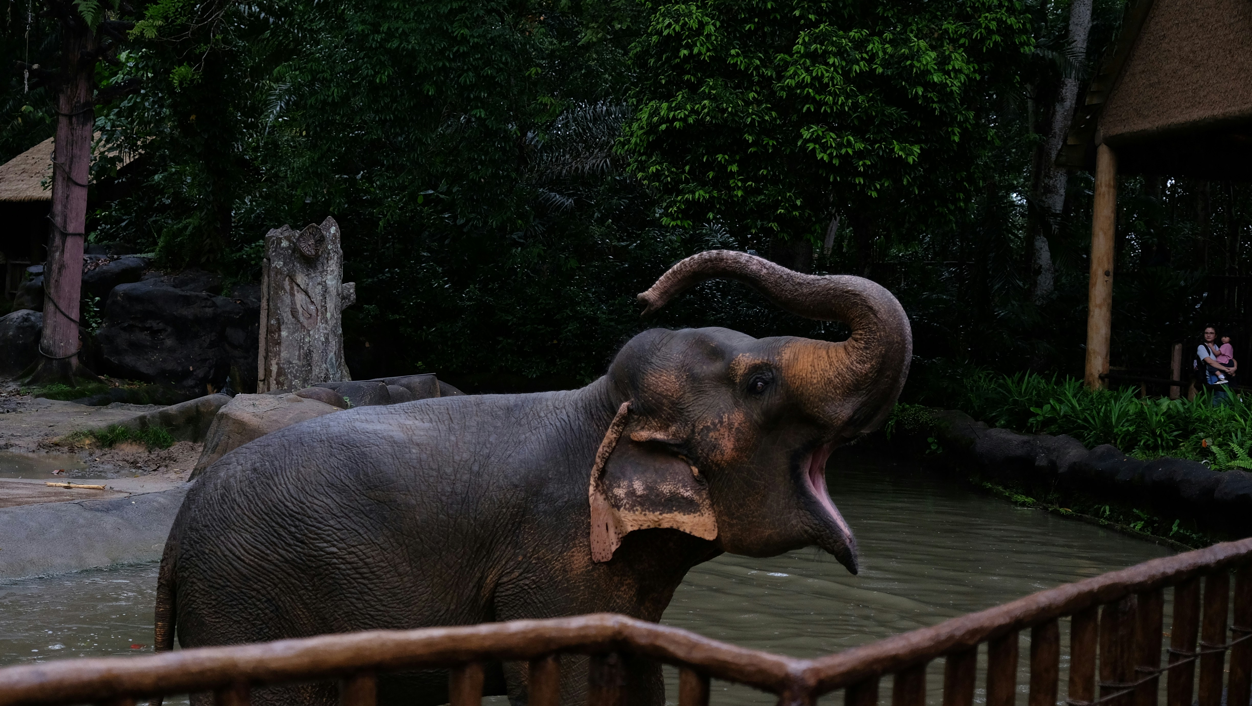 Splash of Water: Elephant in a Riverside Enclosure