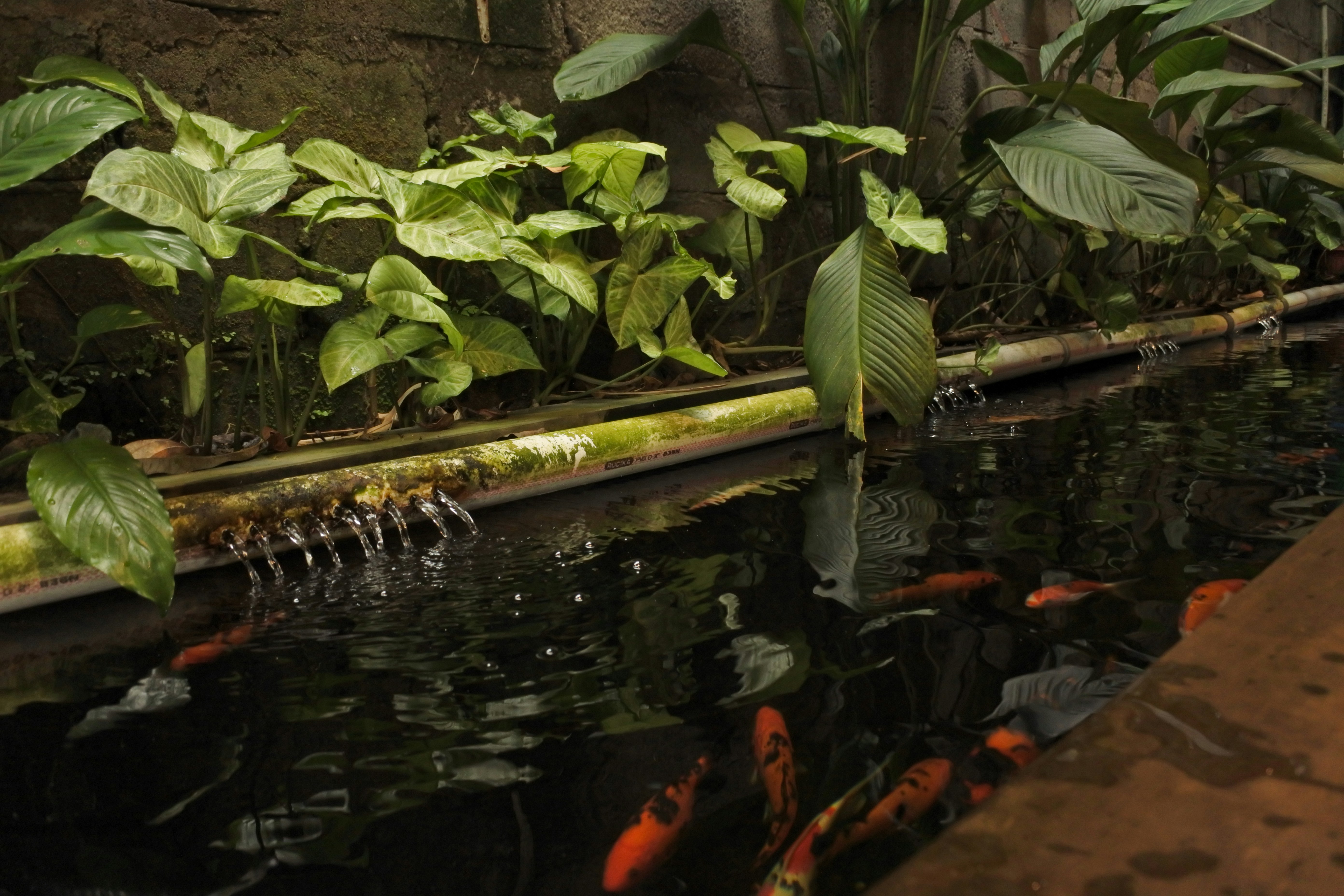 Koi fish swimming beneath lush green plants beside a tranquil pond.