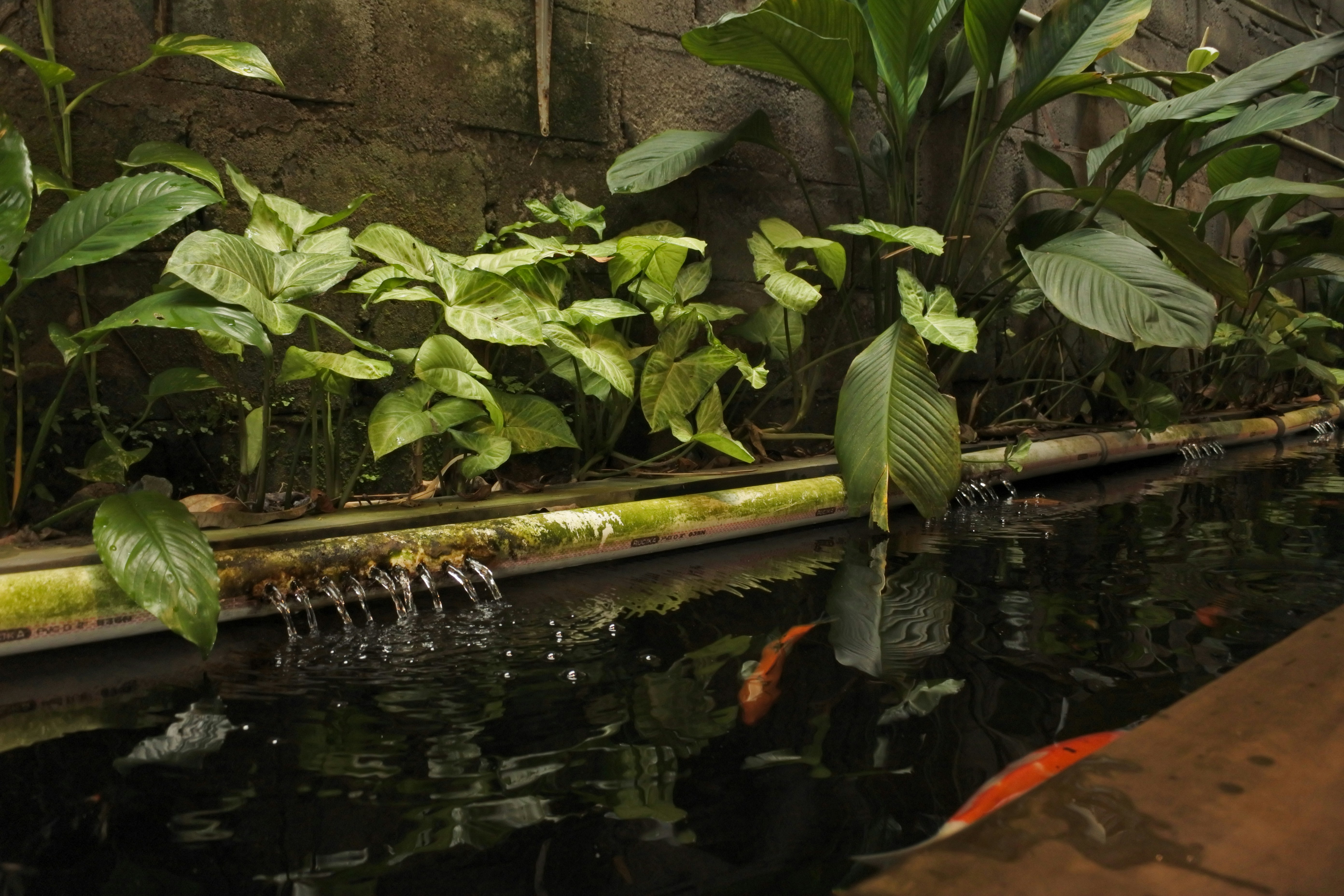 Lush green plants line a tranquil waterway, with koi fish swimming beneath the surface. Gentle water droplets create a soothing ambiance.