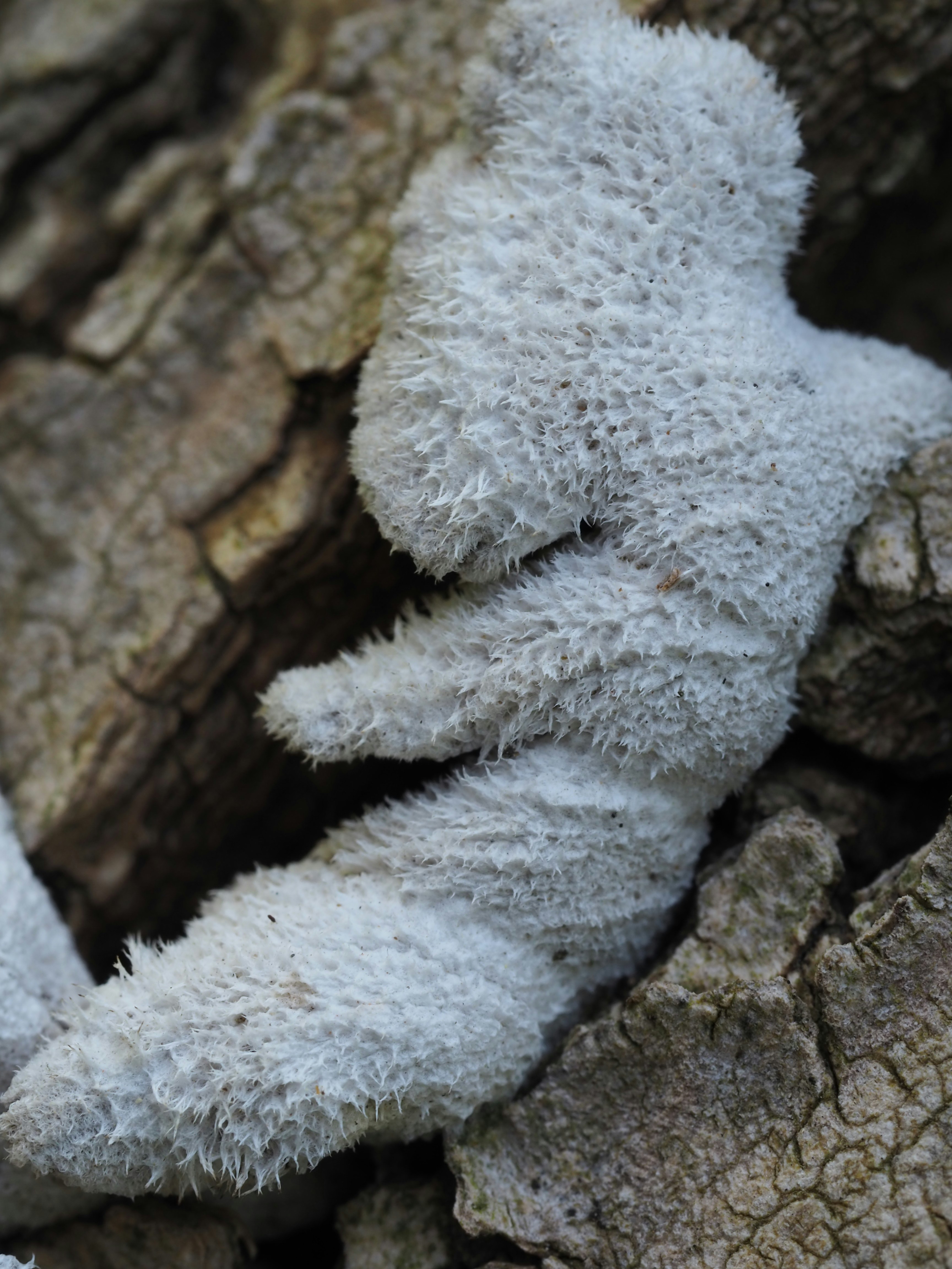 Frost-White Velvet Fungi Cloak on Weathered Bark