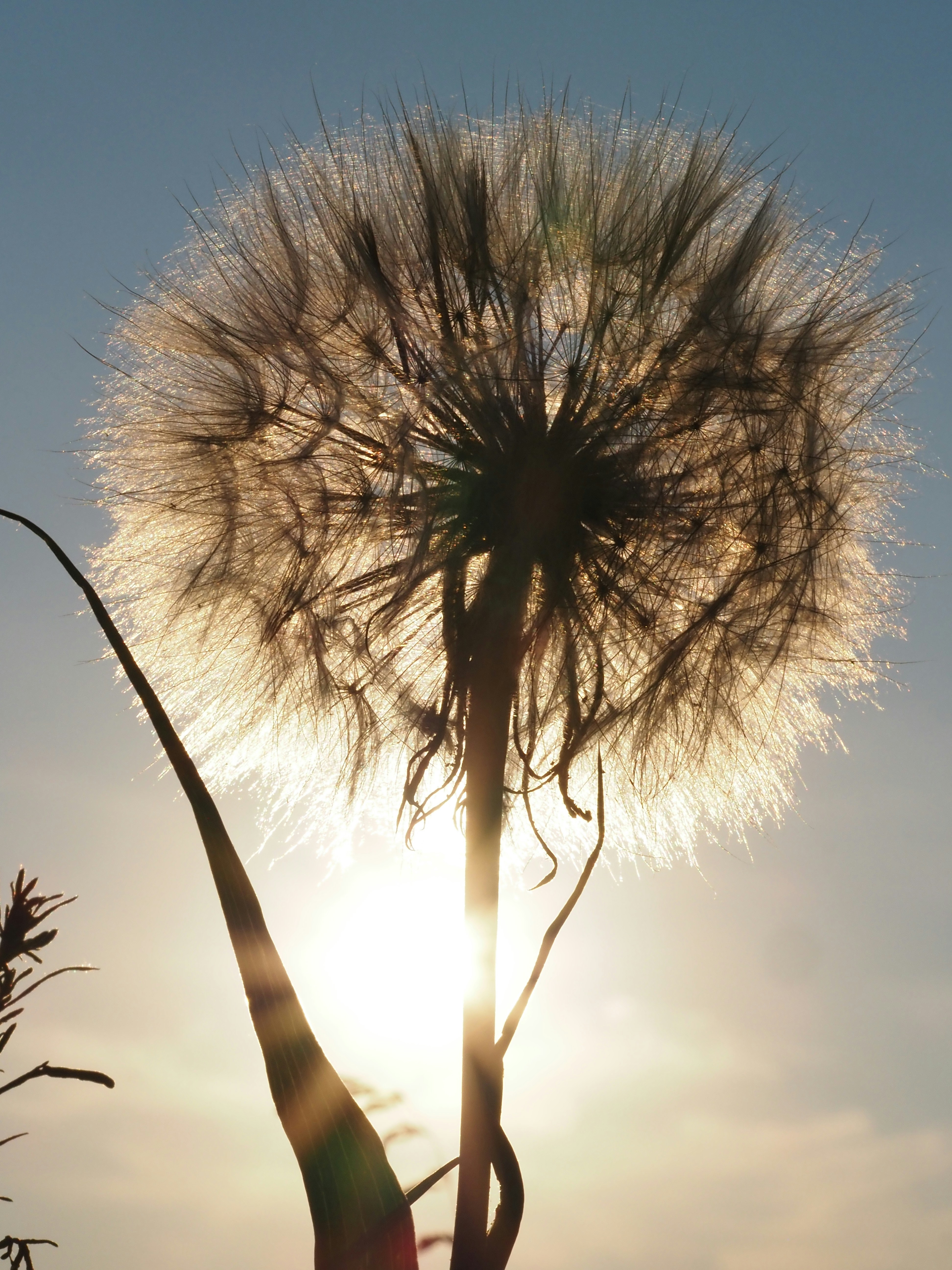 Haloed Dandelion Seed Head Against a Golden Backlight