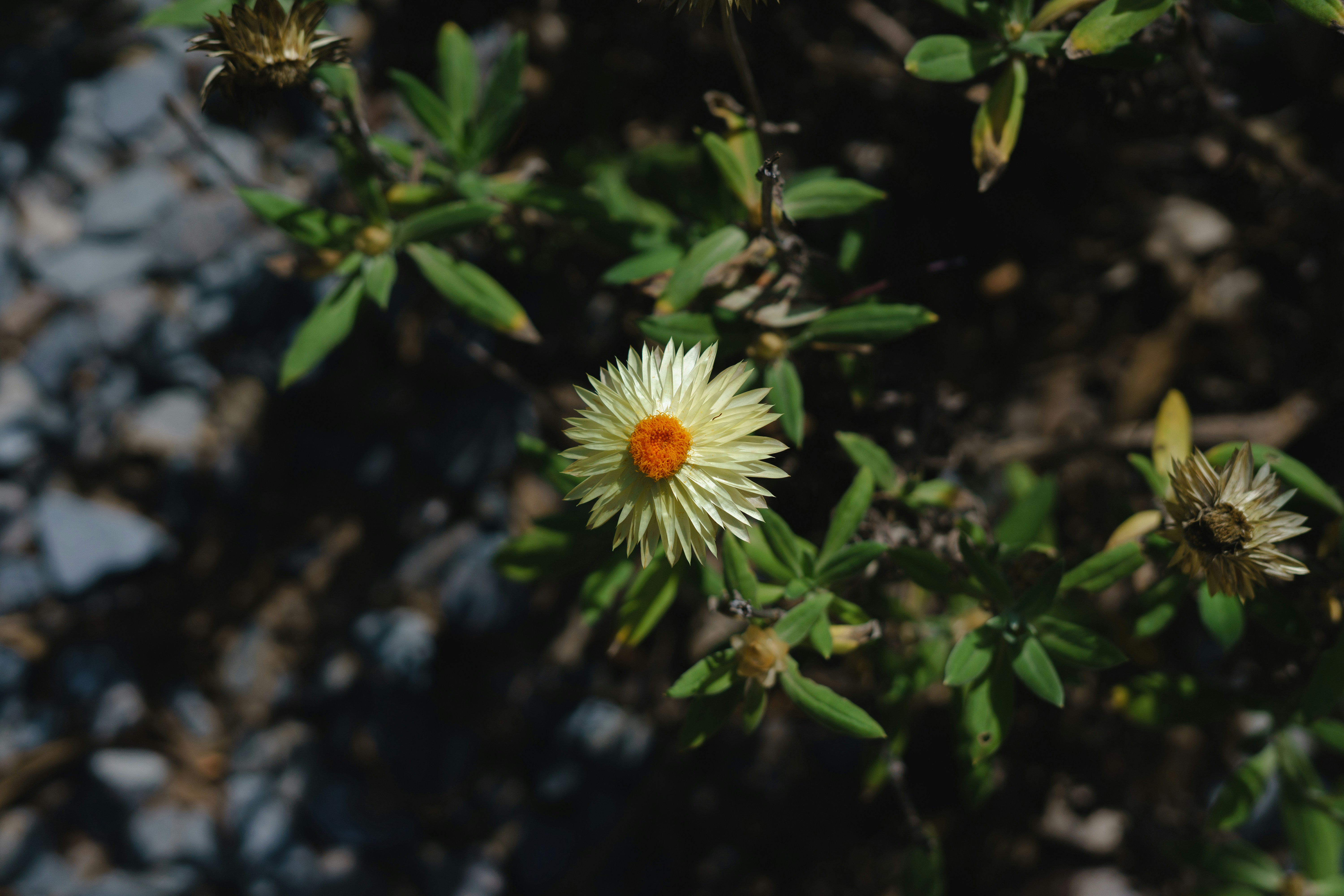 Center Bloom: A solitary desert flower in sharp focus amid shadowed scrub