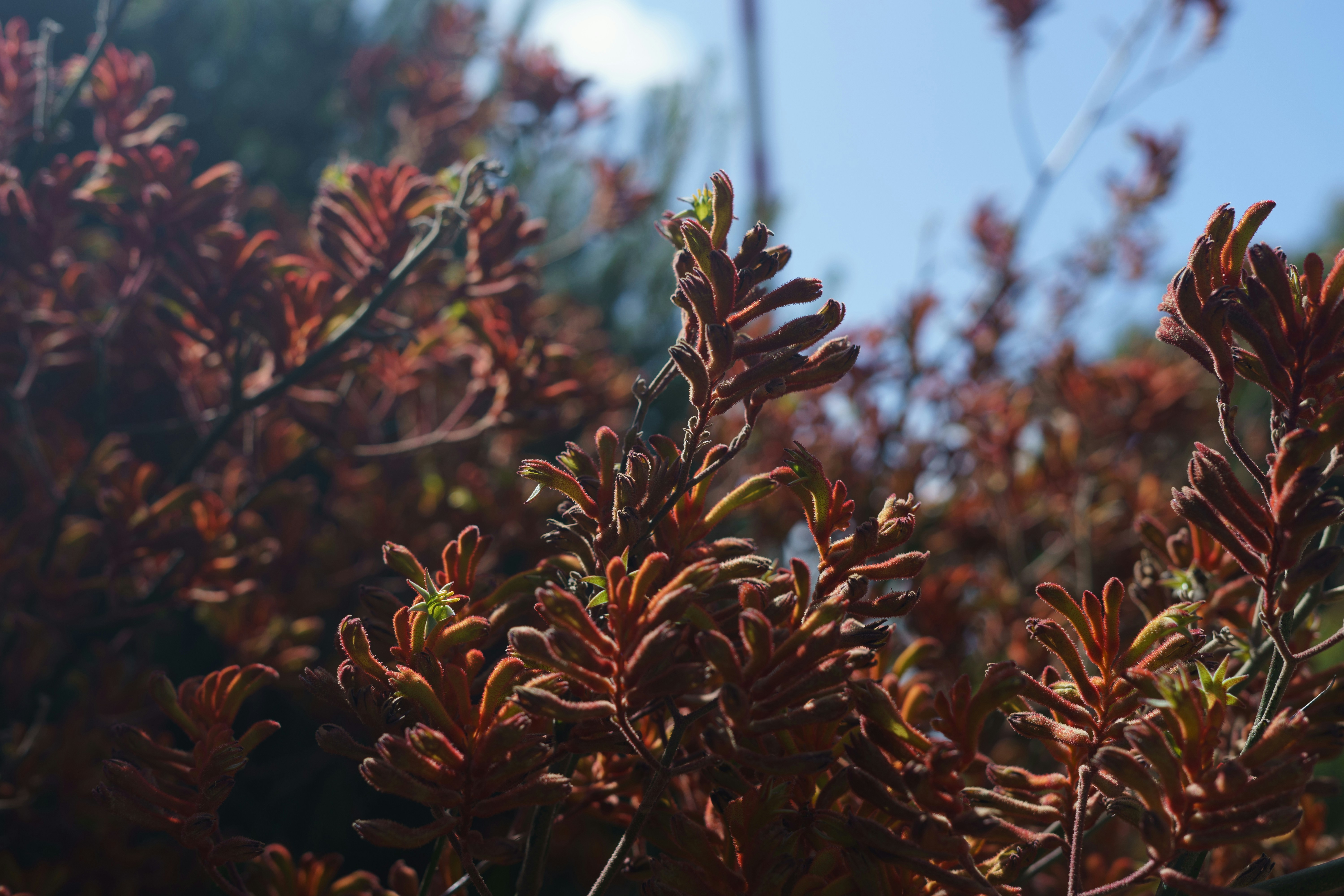 Gros plan d’un buisson aux feuilles rouges photo – Photo Plante ...