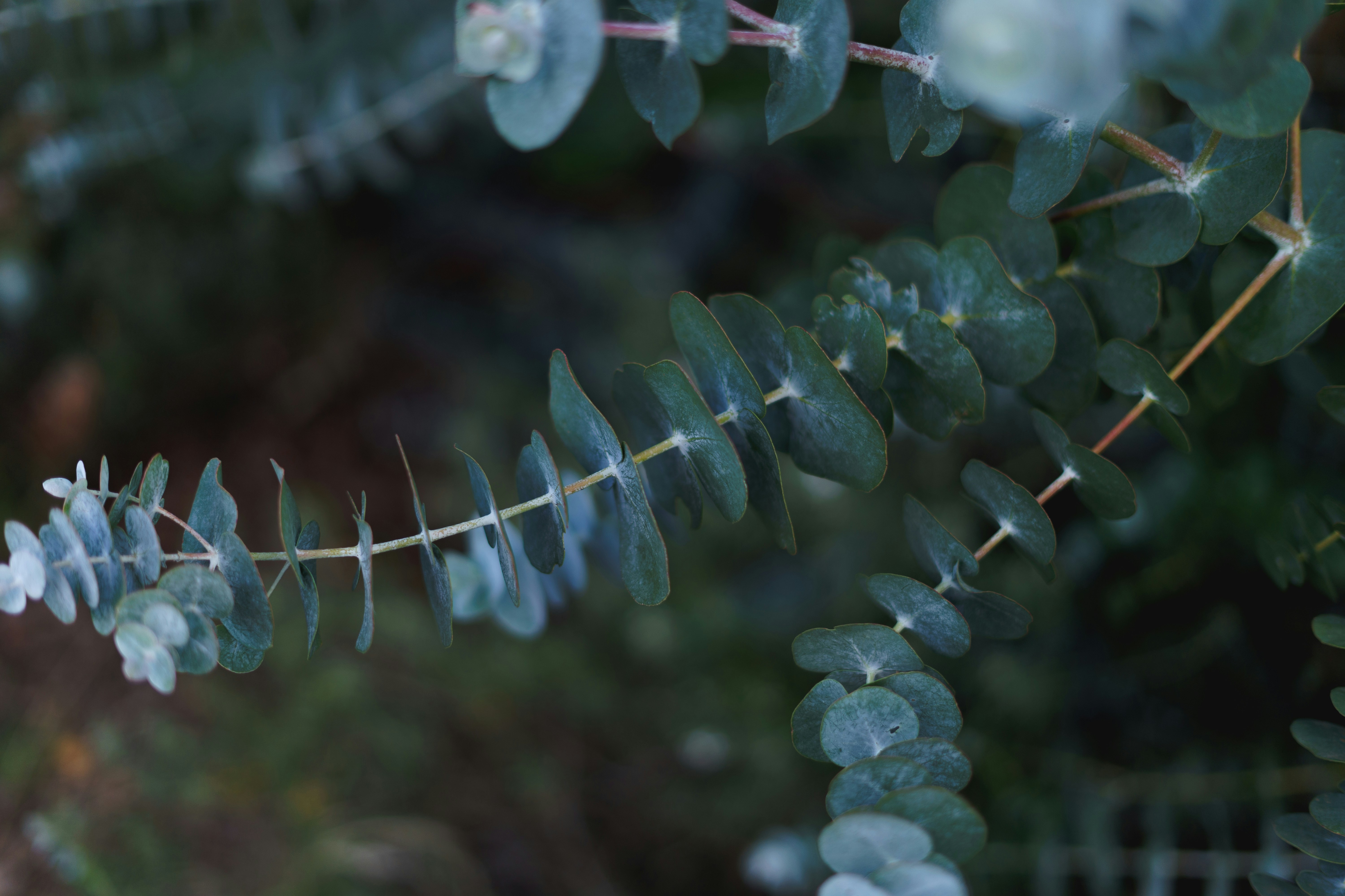 a close up of a plant with green leaves