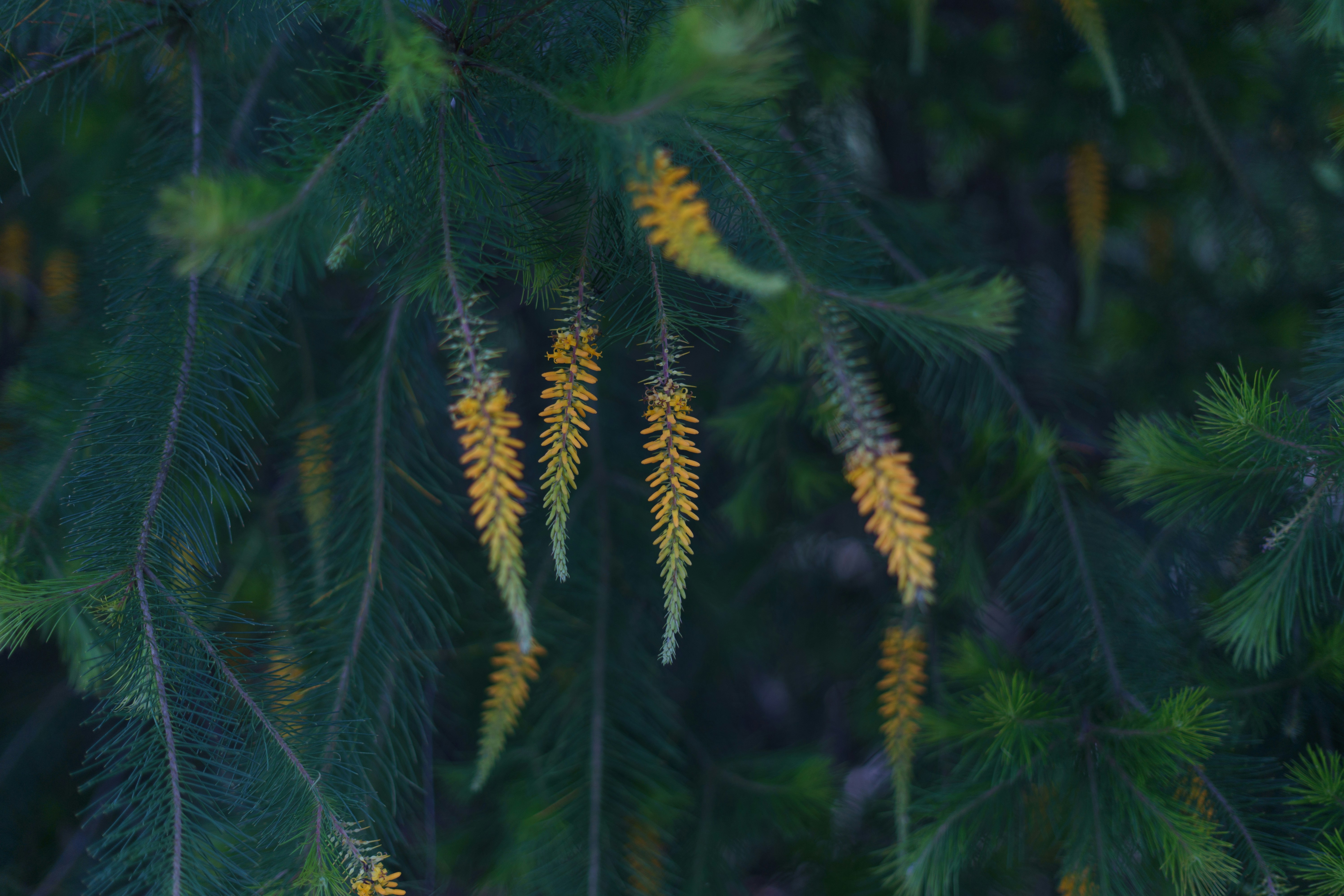 Amber CatkinsDrifting Through a Pine Needle Veil
