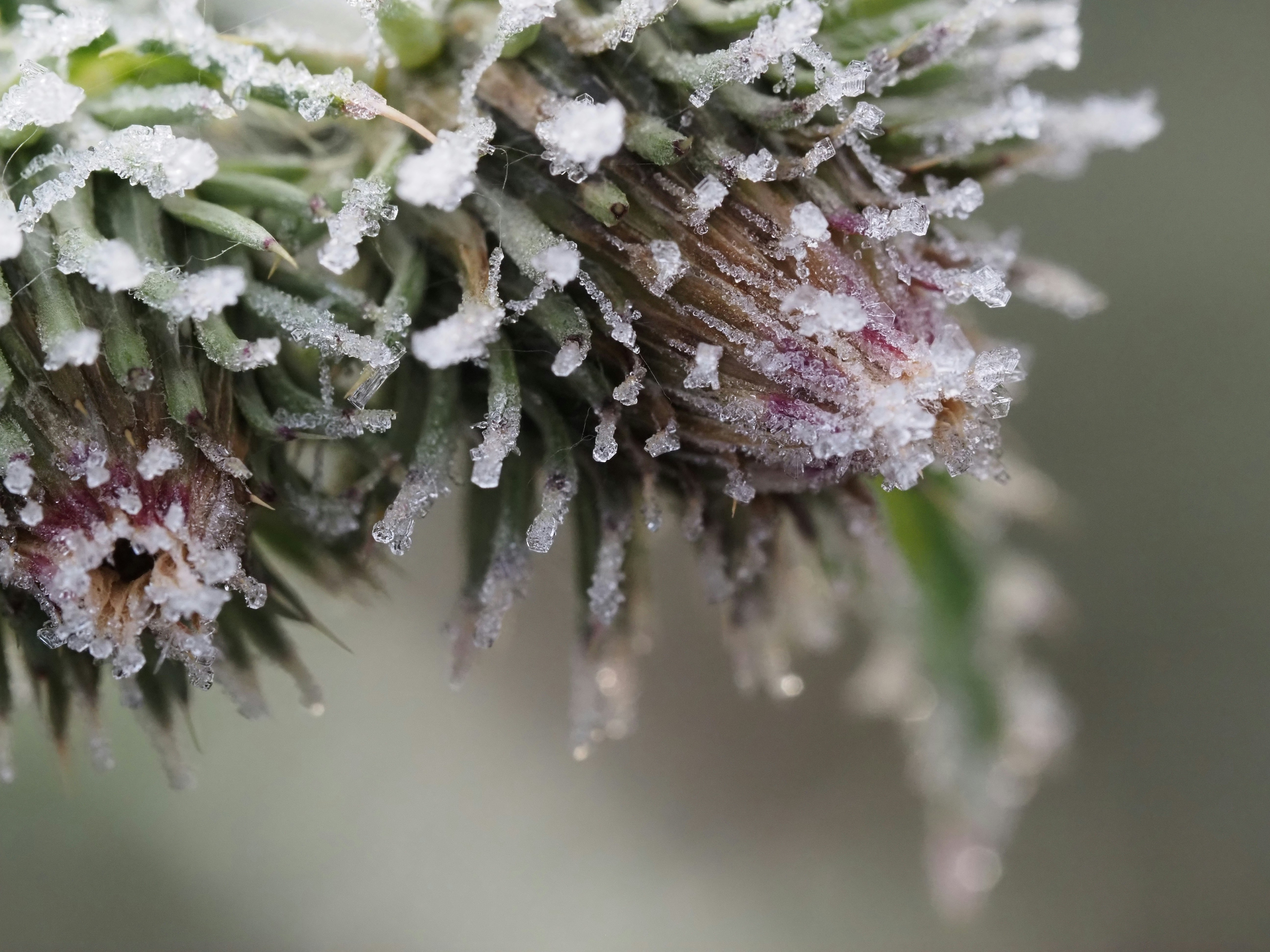 Frosted florets: delicate ice crystals on a muted bloom