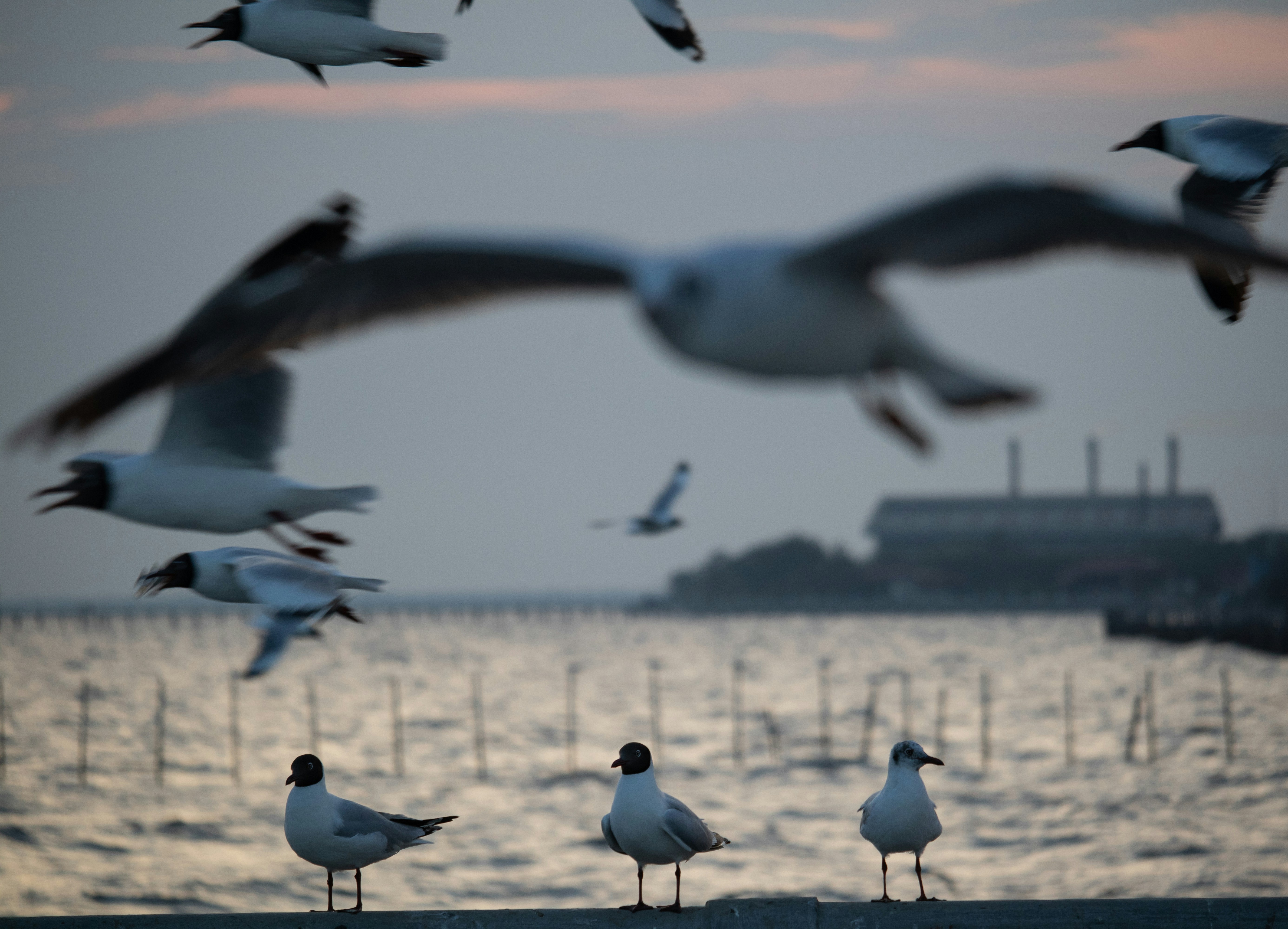Dusk on the Pier: Quiet Vigil of Two Seabirds