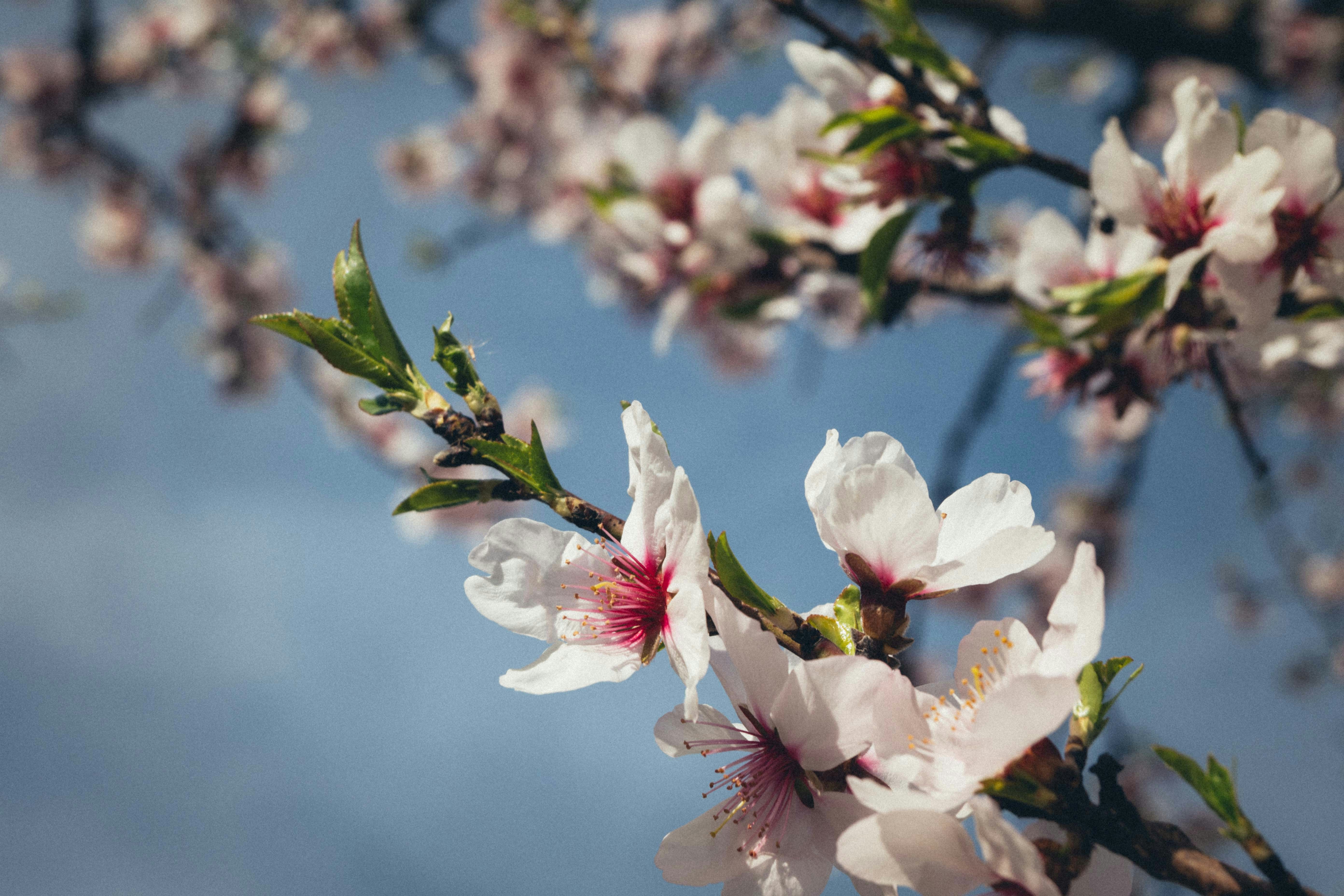 A branch of a tree with white and pink flowers photo – Free Ravenna ...