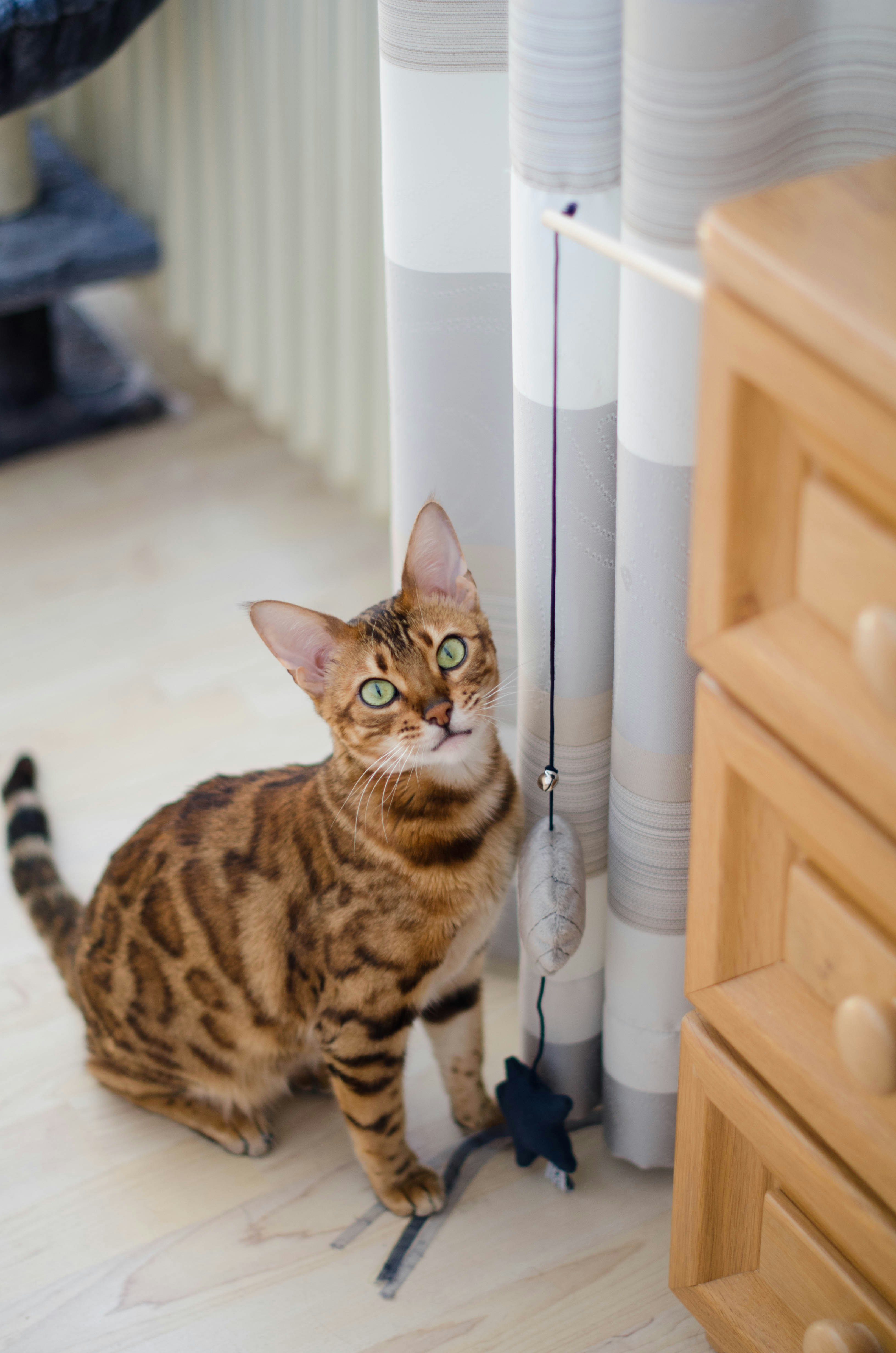 Emerald-Eyed Bengal by the Curtain Edge