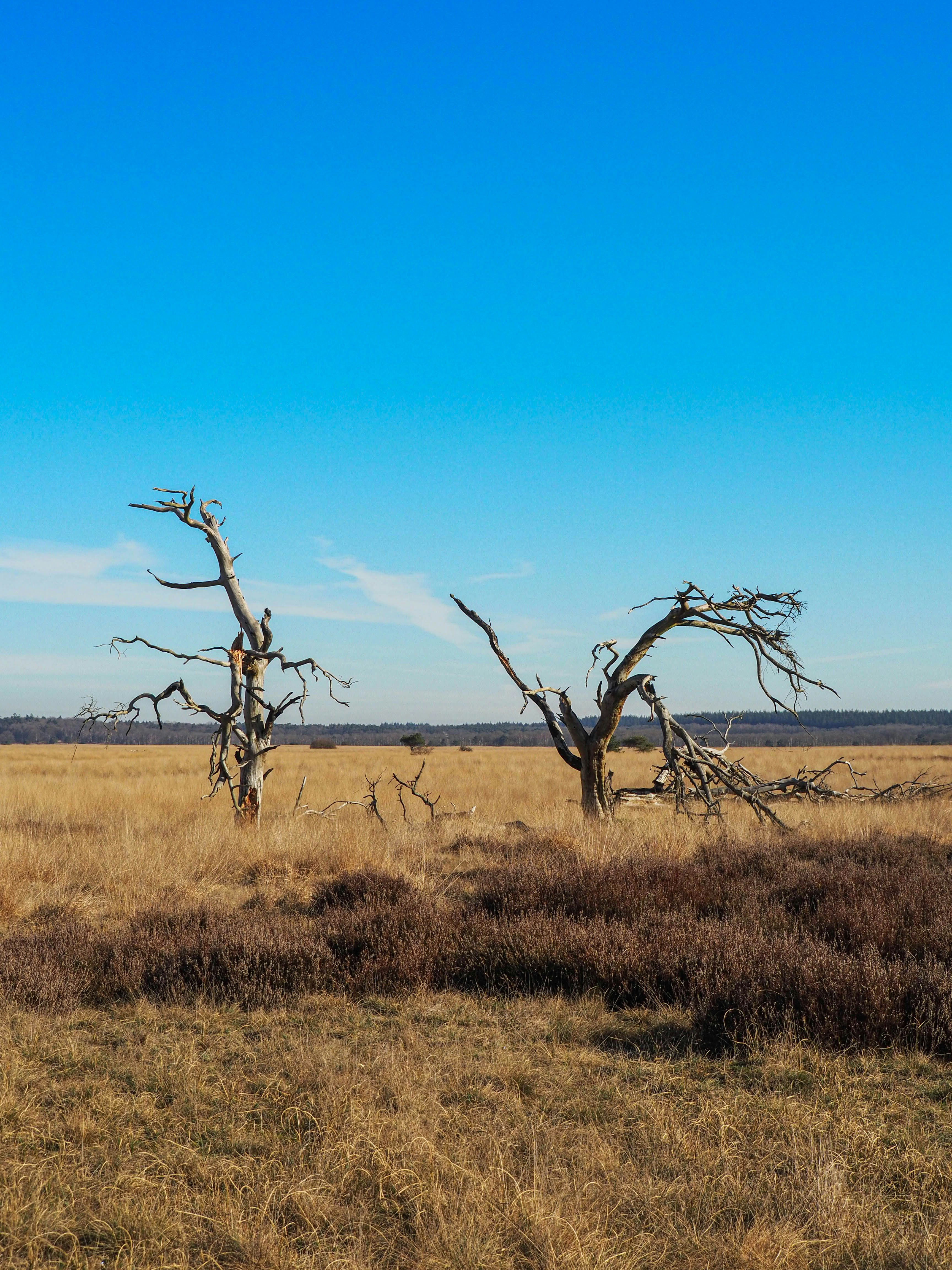 Can you believe this is The Netherlands? 😲 Looks like African landscape (without animals). 😉