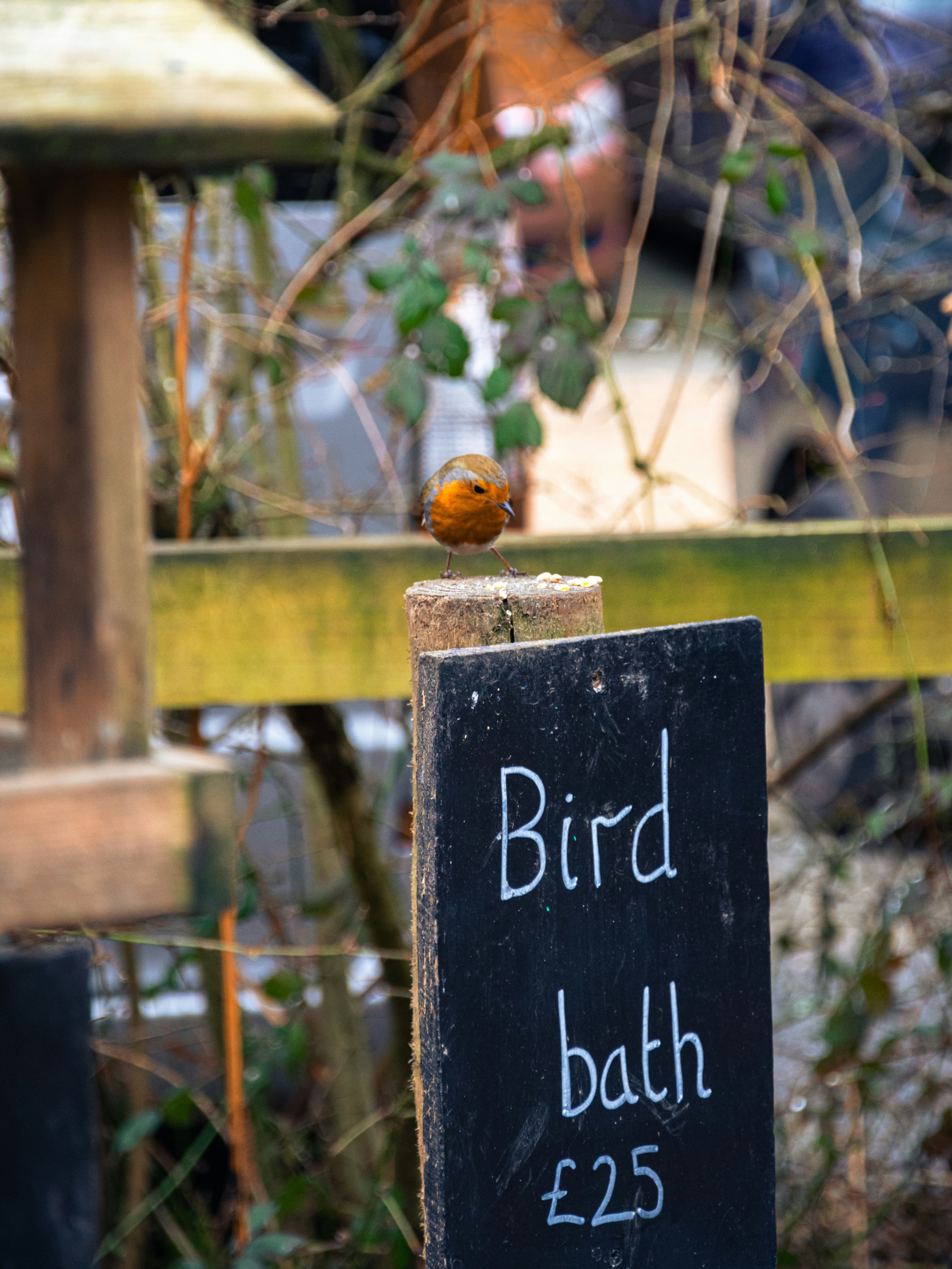 Tiny Robin on a Chalkboard Sign in a Garden Café Setting