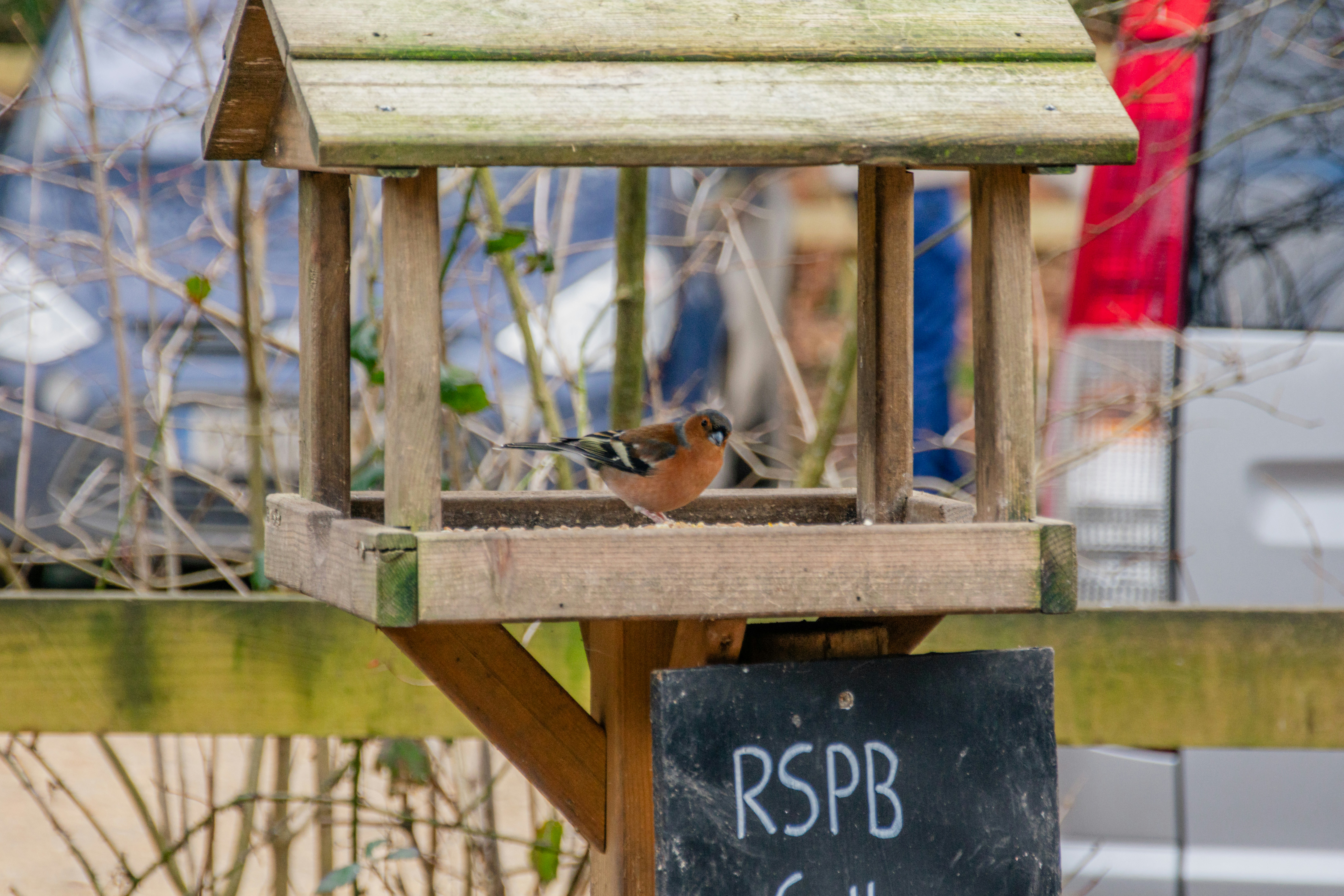 Perch and Promise: A Small Garden Bird at a Weathered Feeder