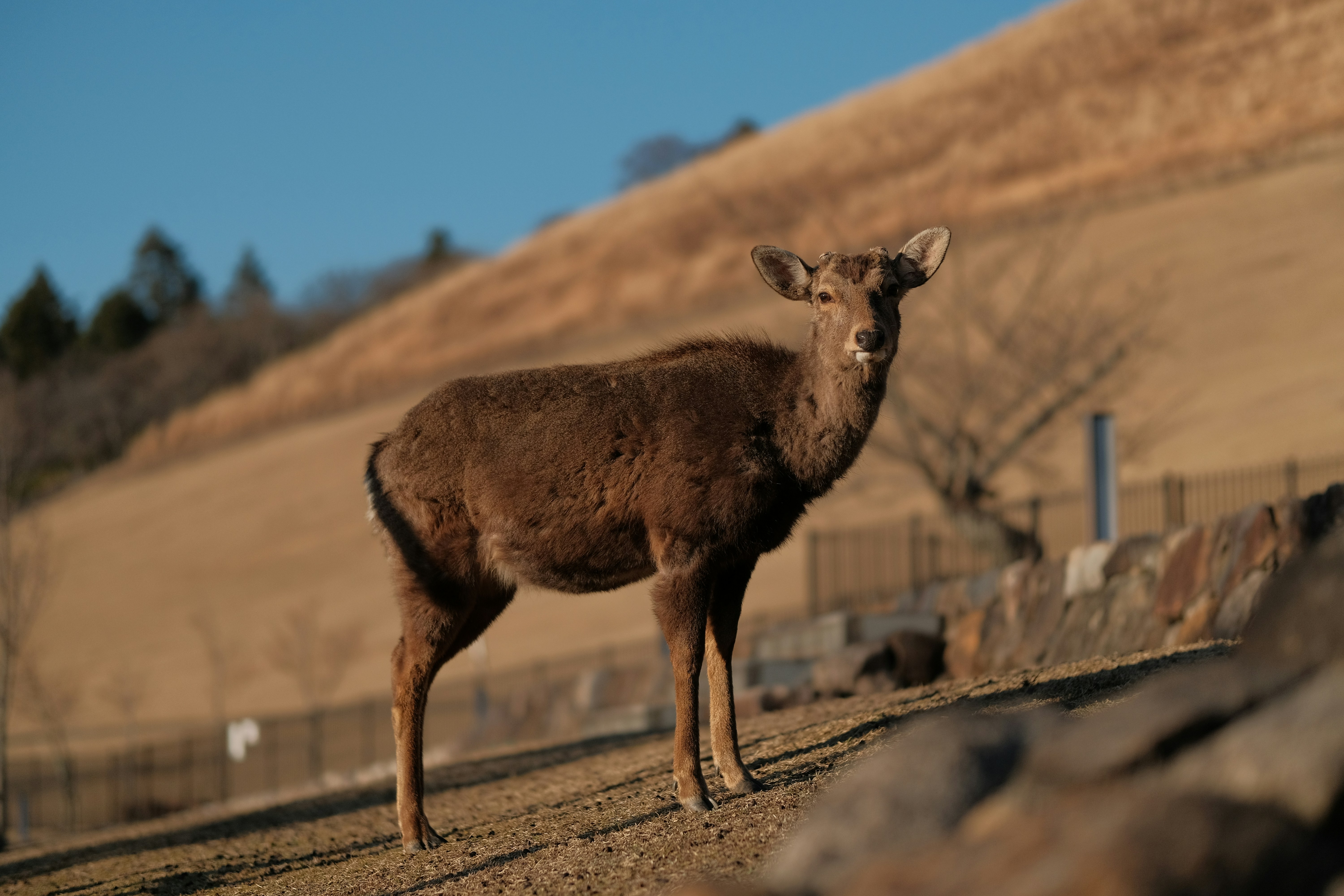 Lone Deer on a Sunlit Hillside Amid Rock and Fence Lines