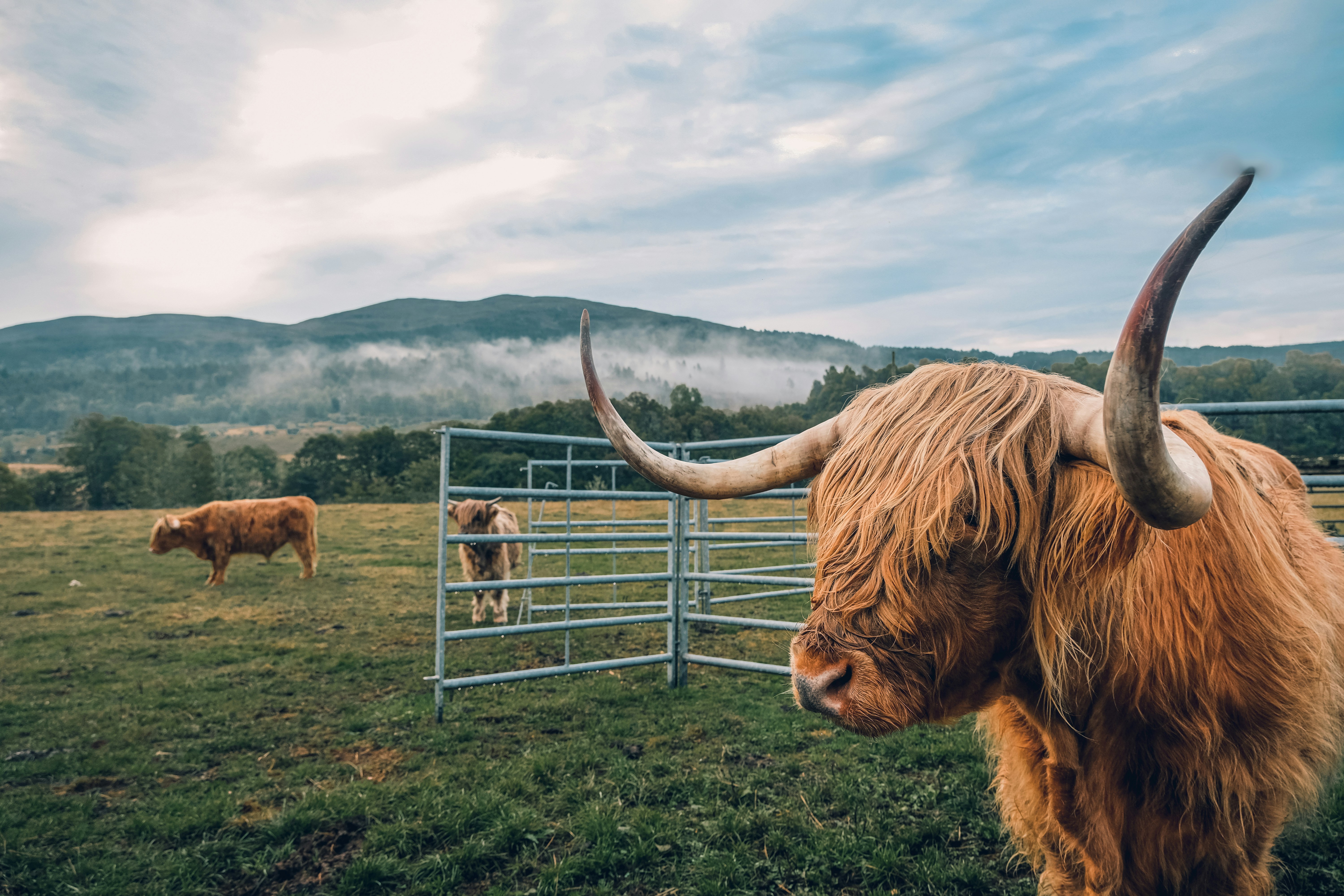 A bull with long horns standing in a field photo – Free Fort augustus ...