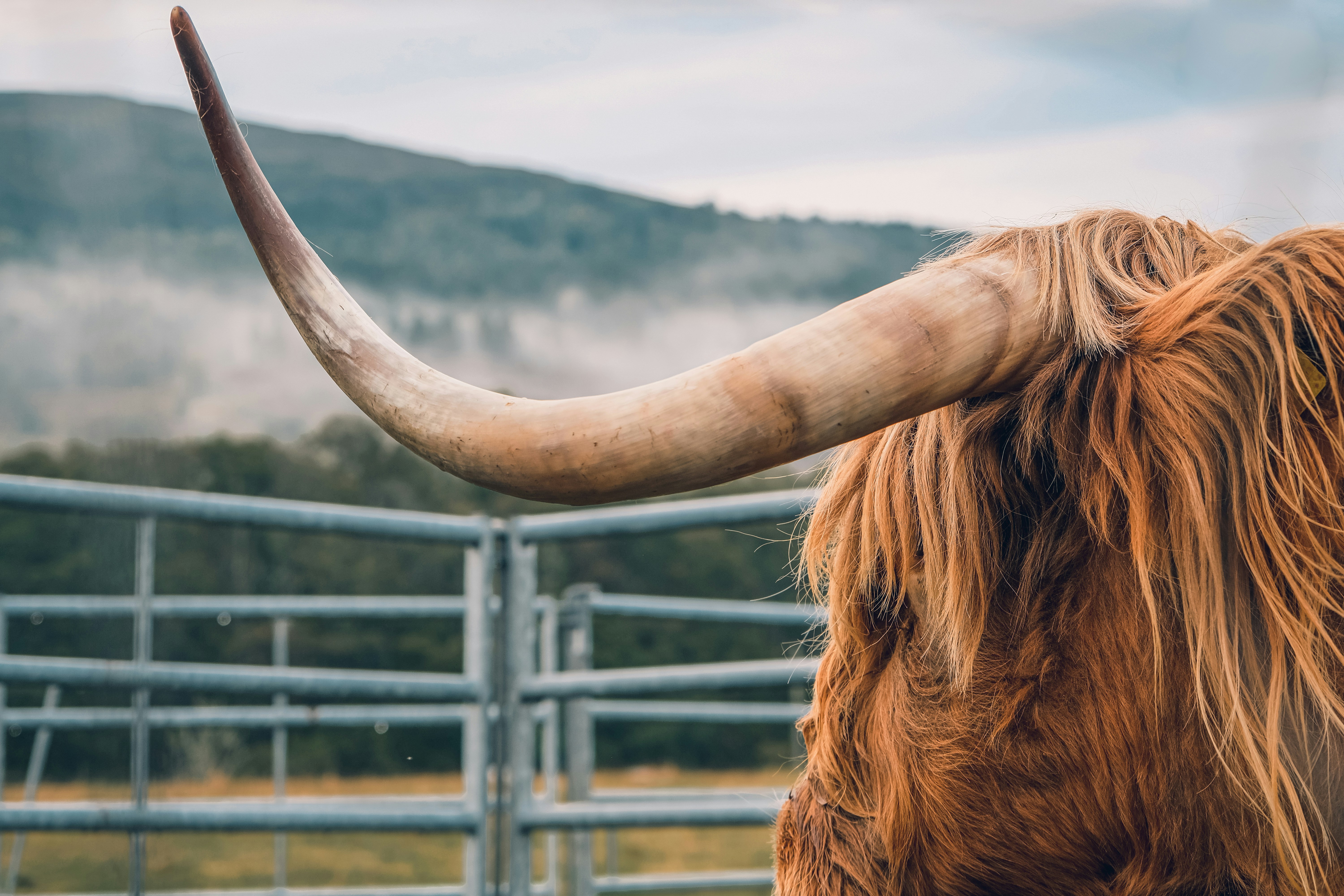 The Long Curve of Horn and Fences