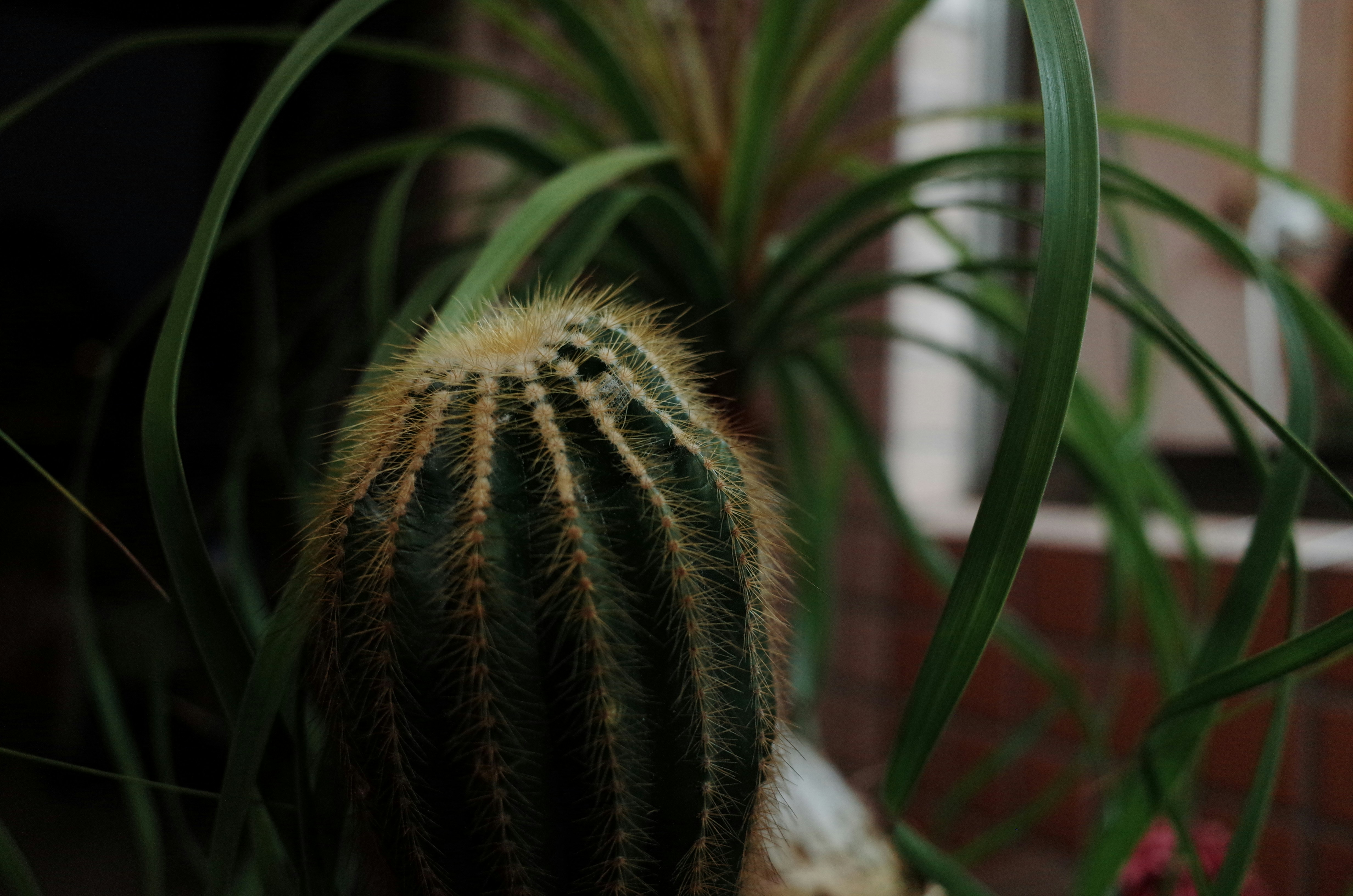 a close up of a cactus plant with a houseplant in the background
