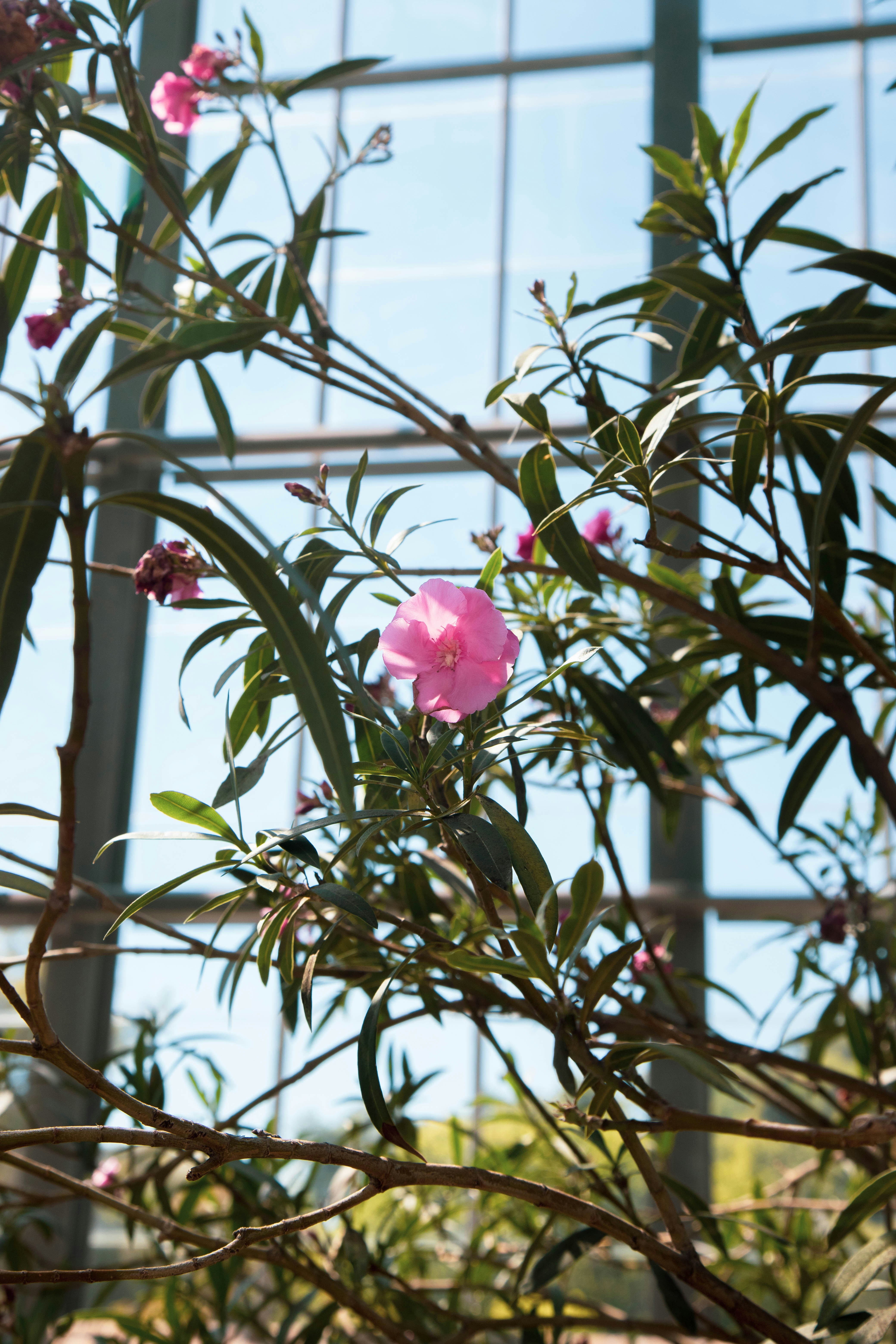 Sunlit Pink Camellia in a Glass Conservatory: Quiet Geometry, Living Color