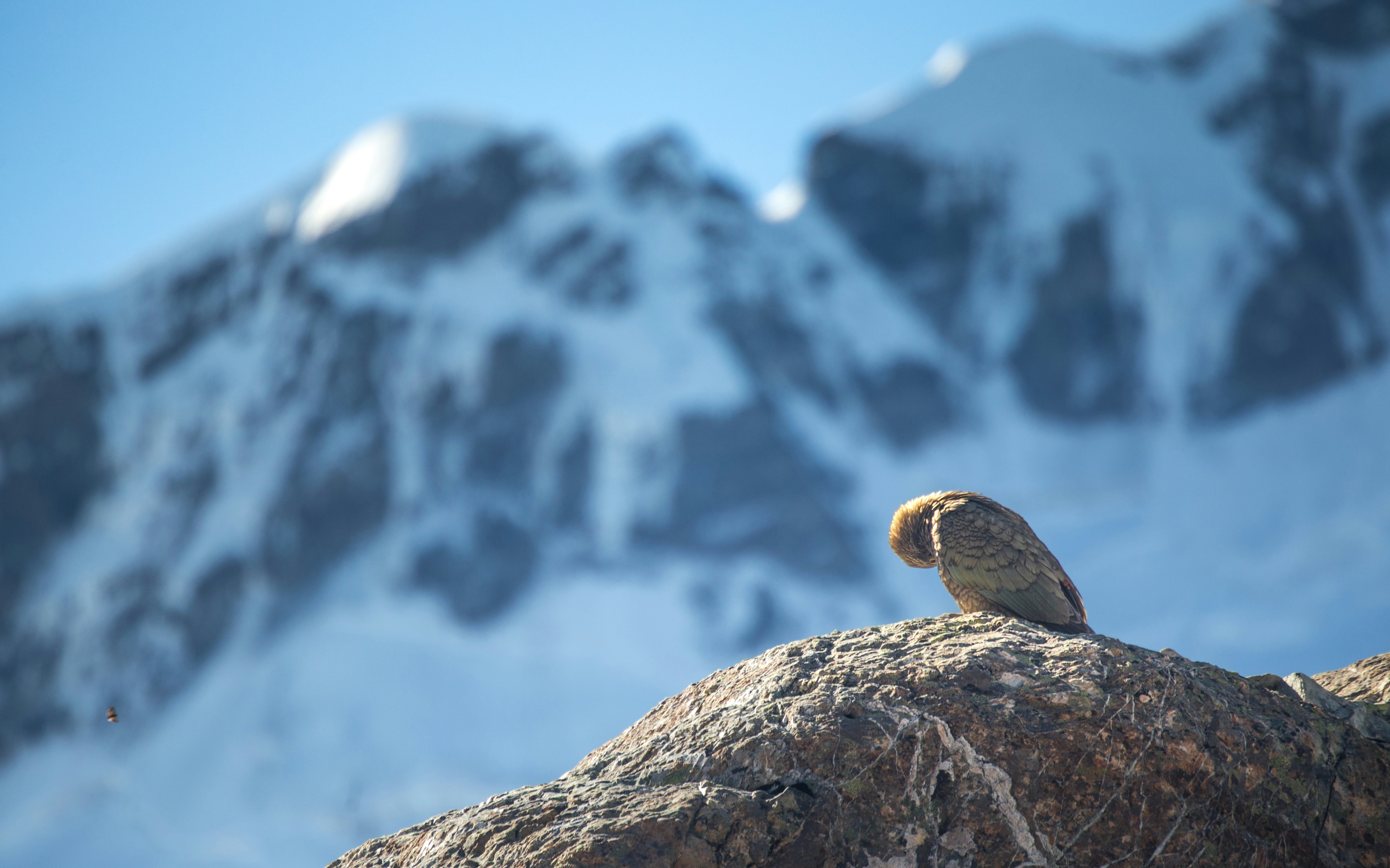 Granite Sentinel: An Alpine Owl Against Snowbound Peaks