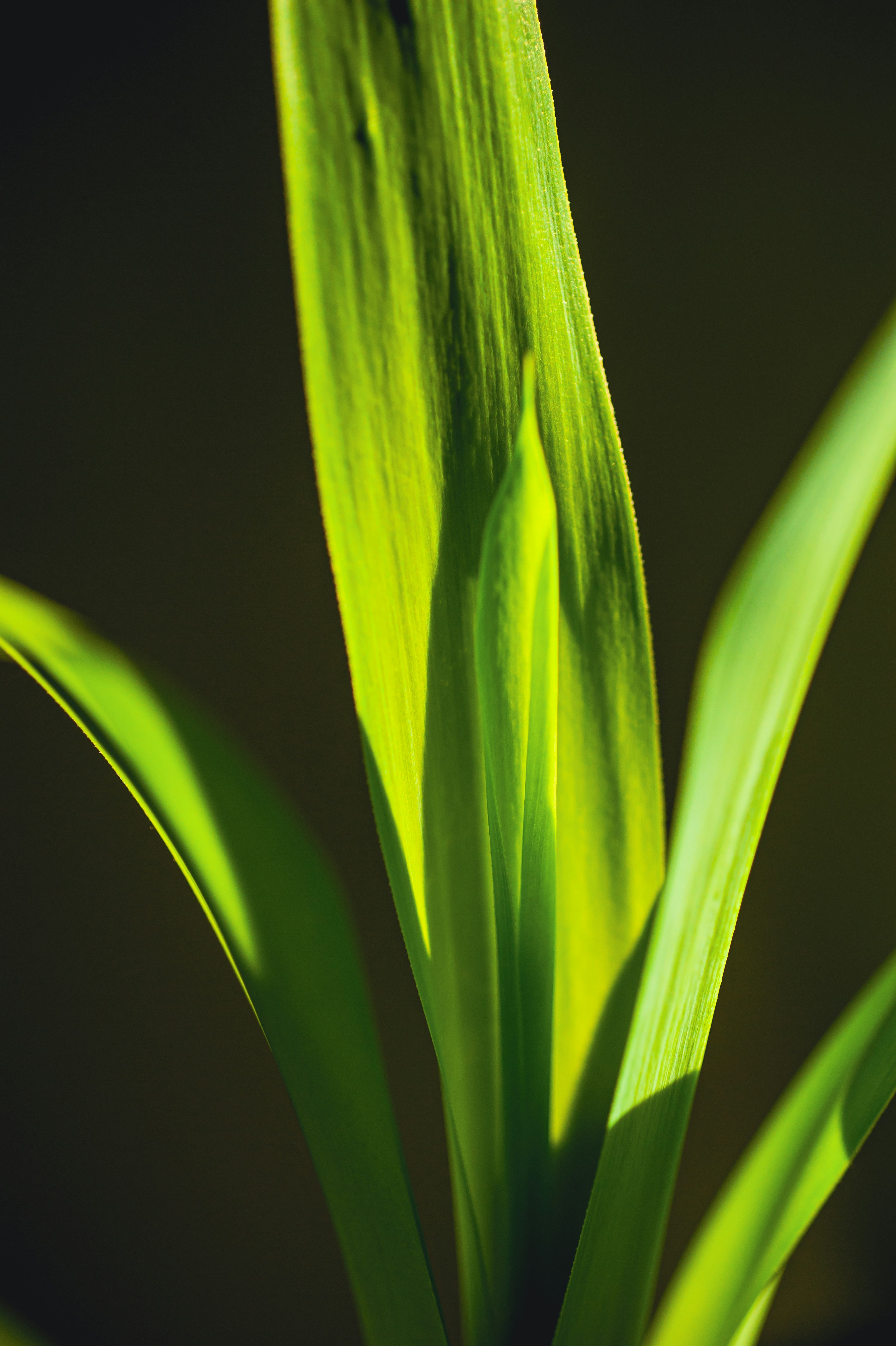 a close up of a green plant with leaves
