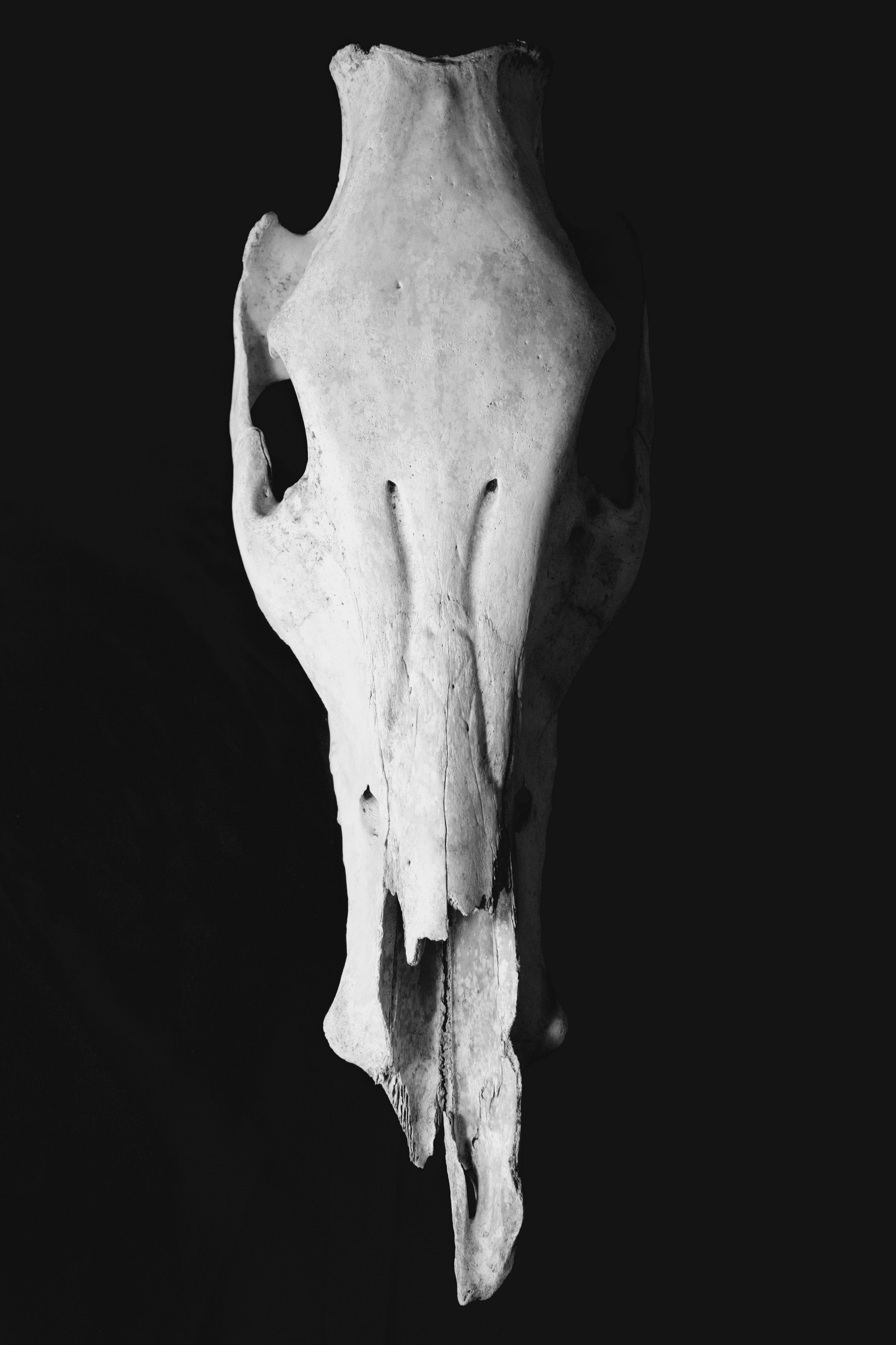 A black and white photo of a human skull photo – Free Head Image on ...