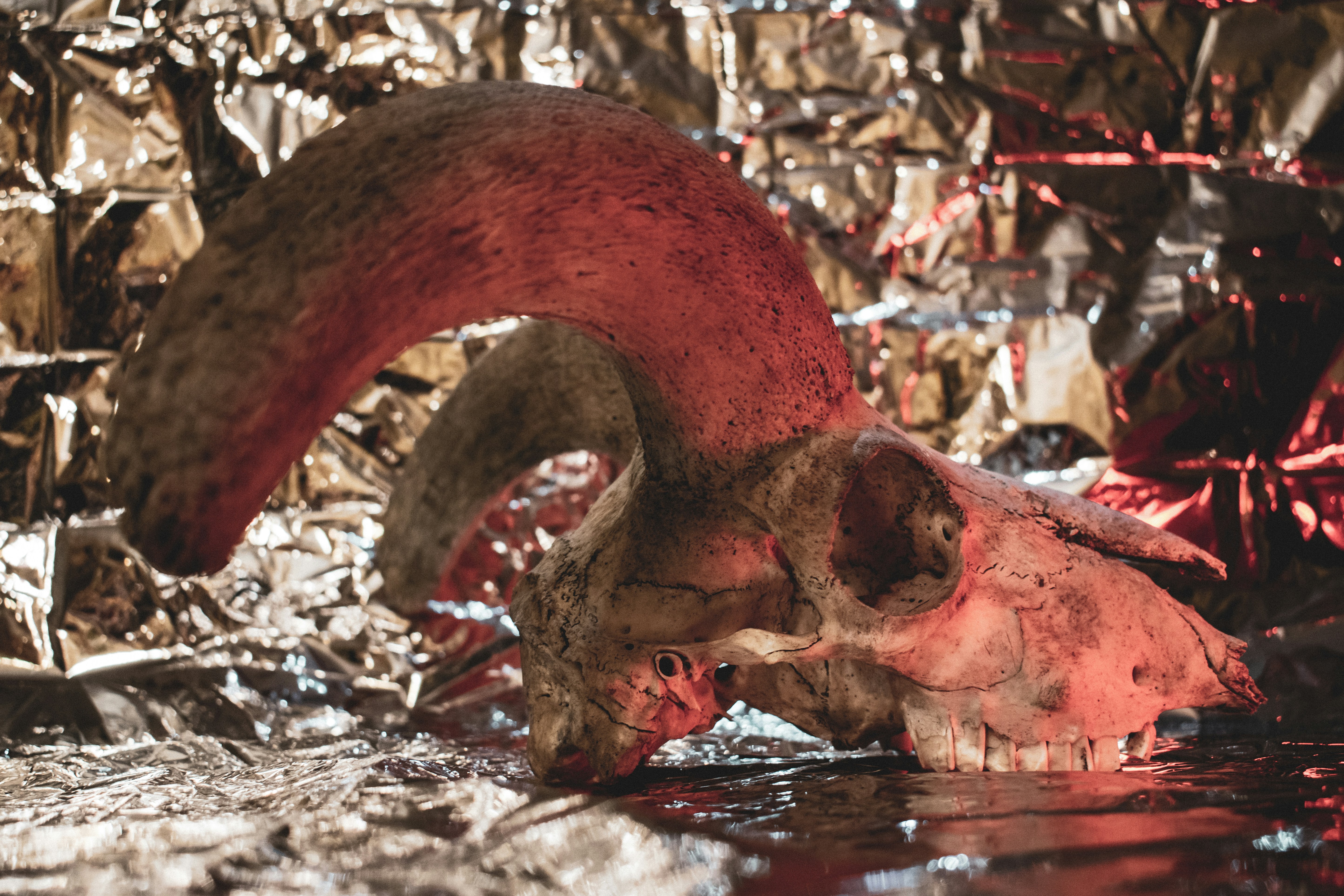 Crimson Ram Skull on a Shimmering Foil Stage
