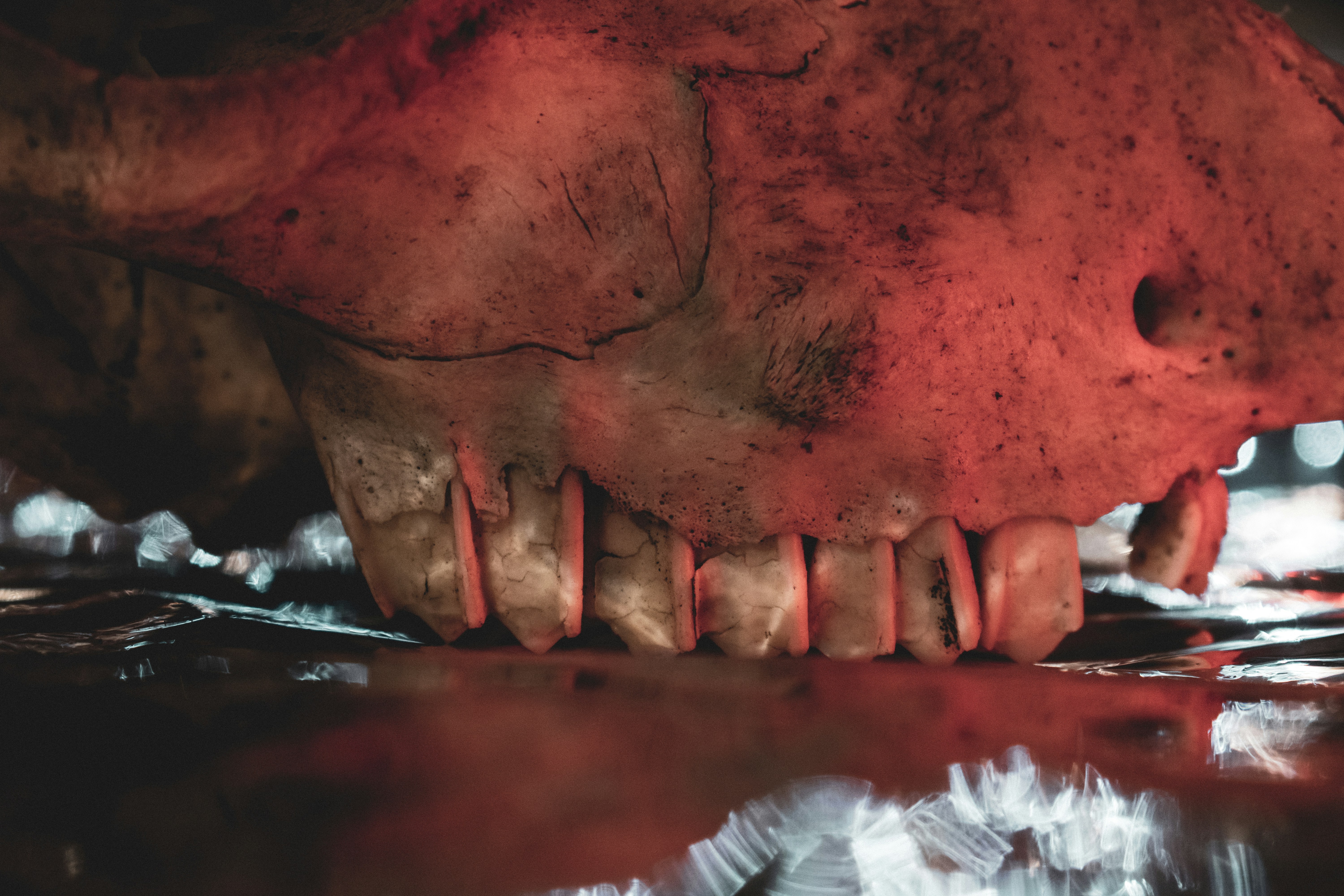 Crimson Jaw at the Waterline: Teeth Resting in a Silent Pool