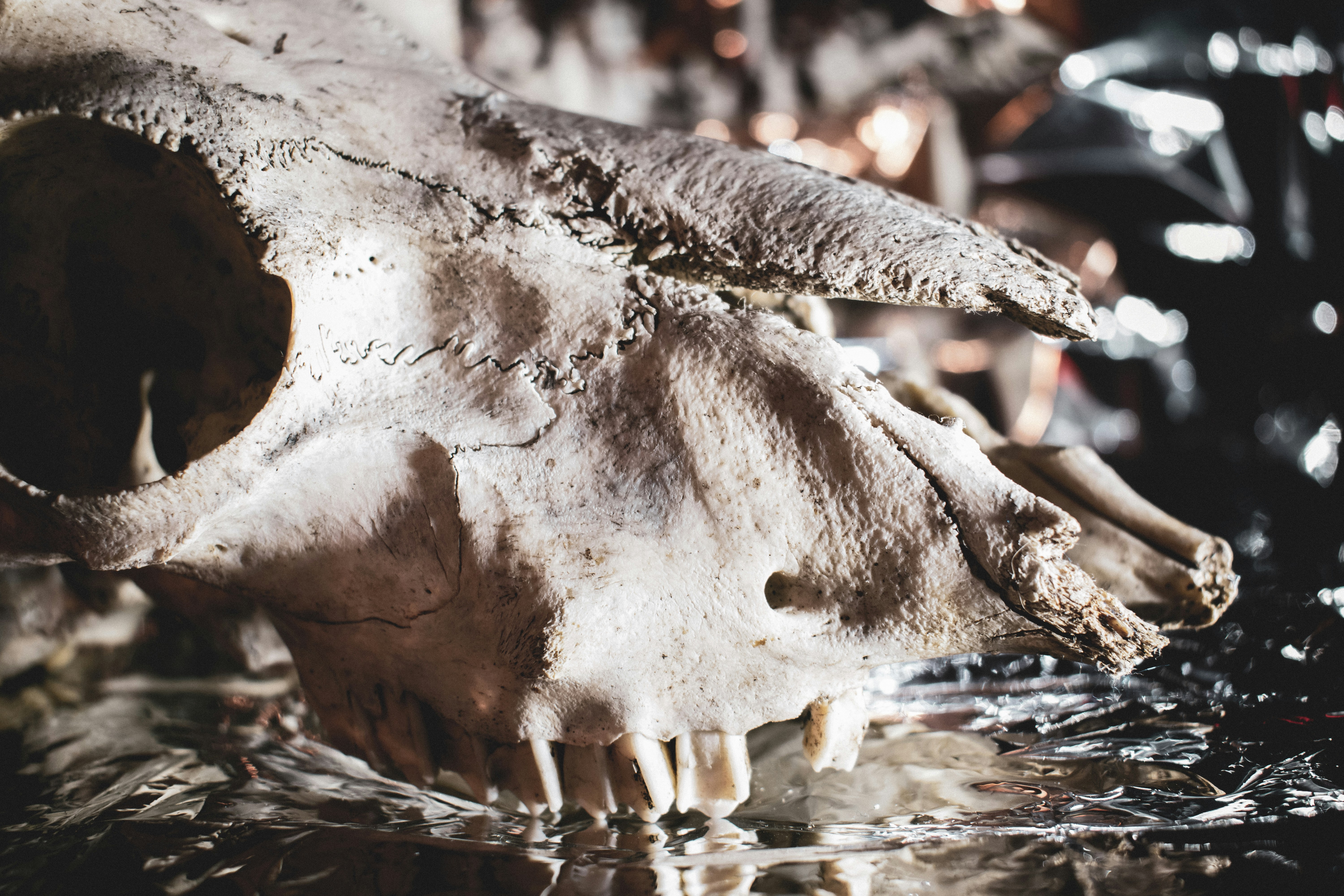 Submerged Gaze: A Weathered Skull Anchored in Quiet Ripples