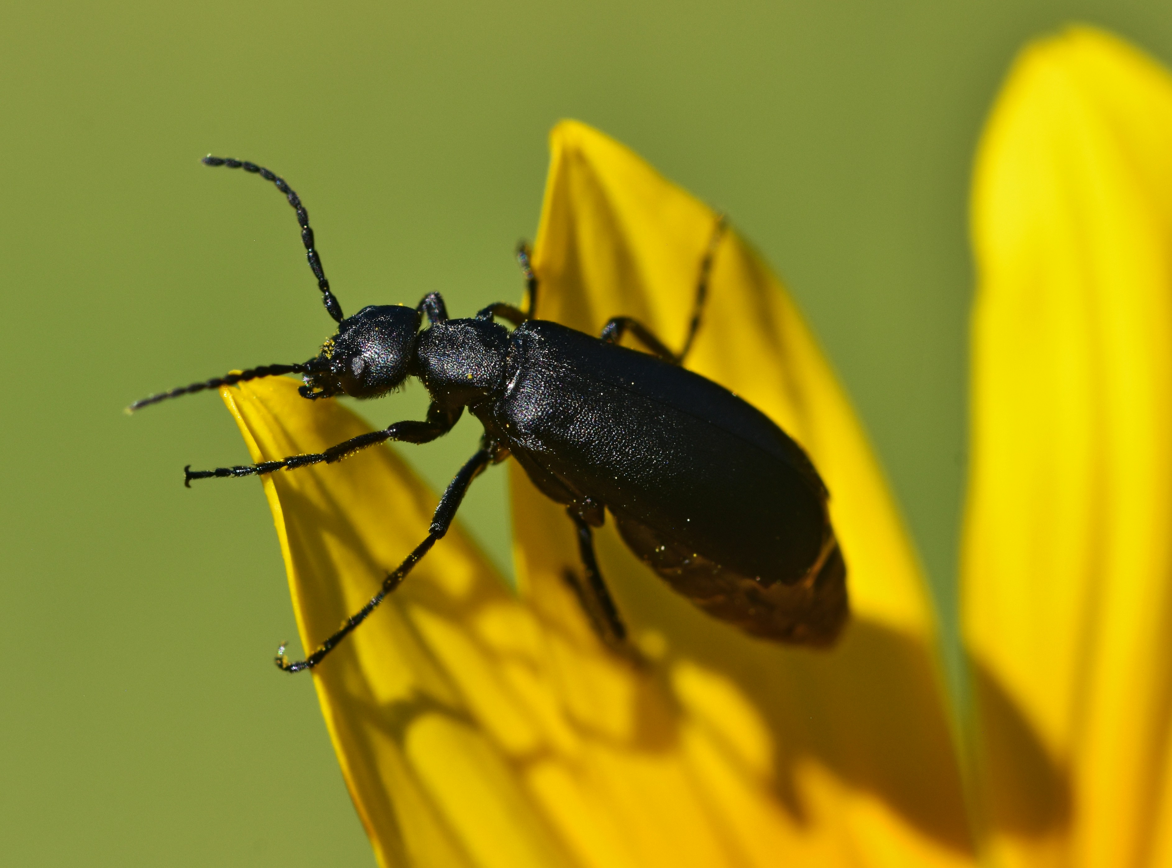 A black bug sitting on top of a yellow flower photo – Free Macro insect ...