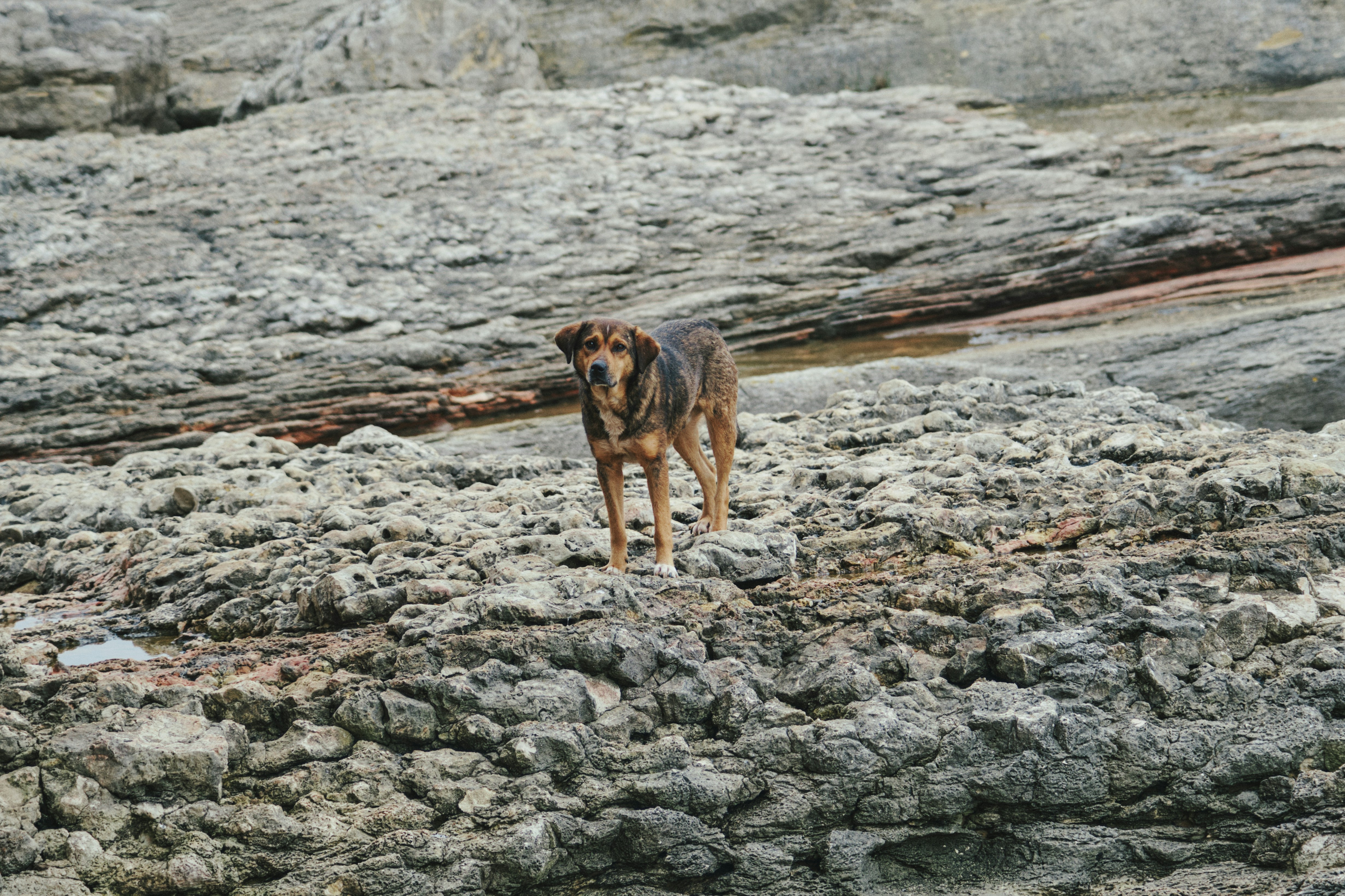 Dog photo shot on Fujifilm X-T4