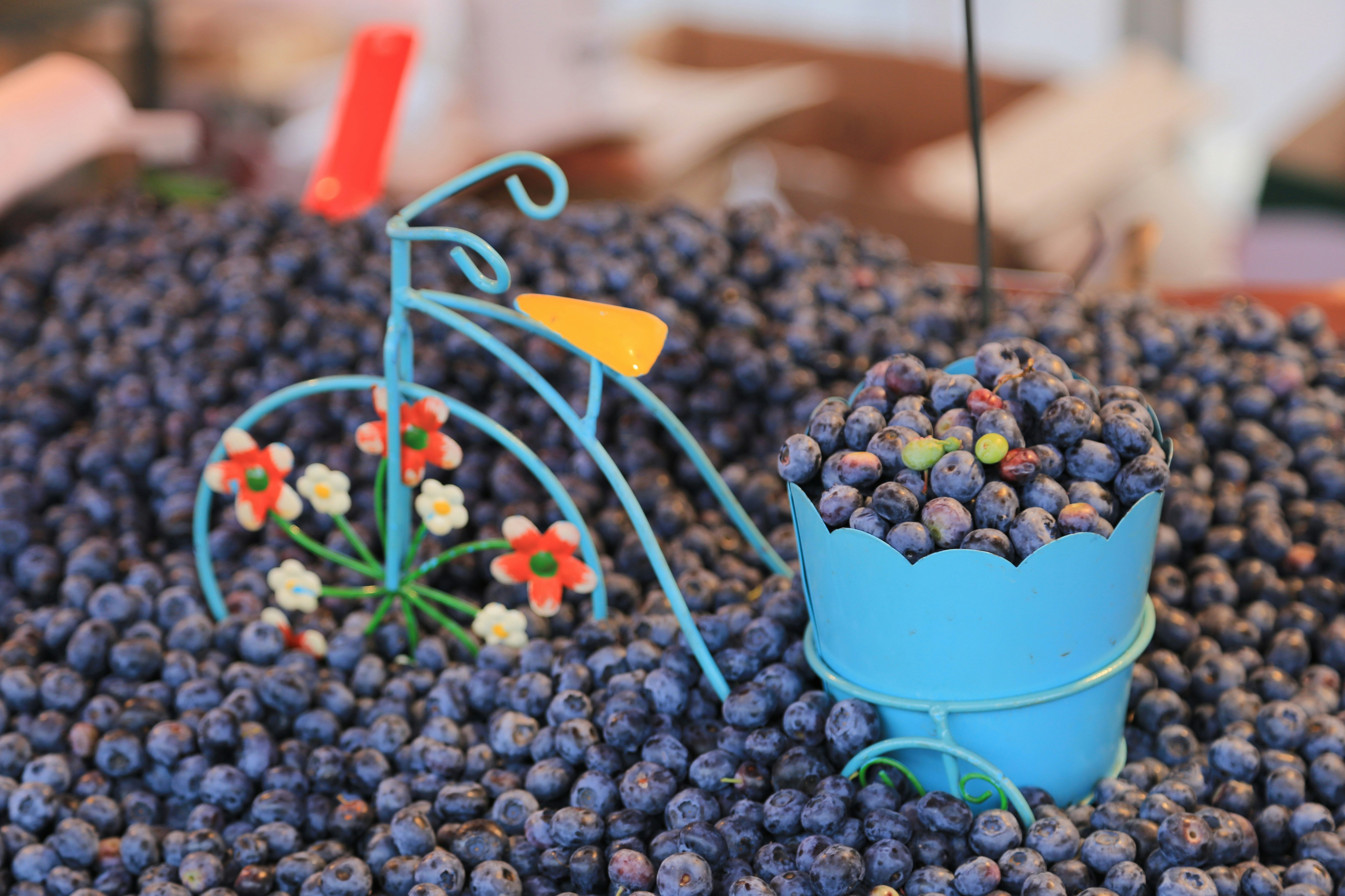Blue pail bouquet: a blueberry still life at market stall