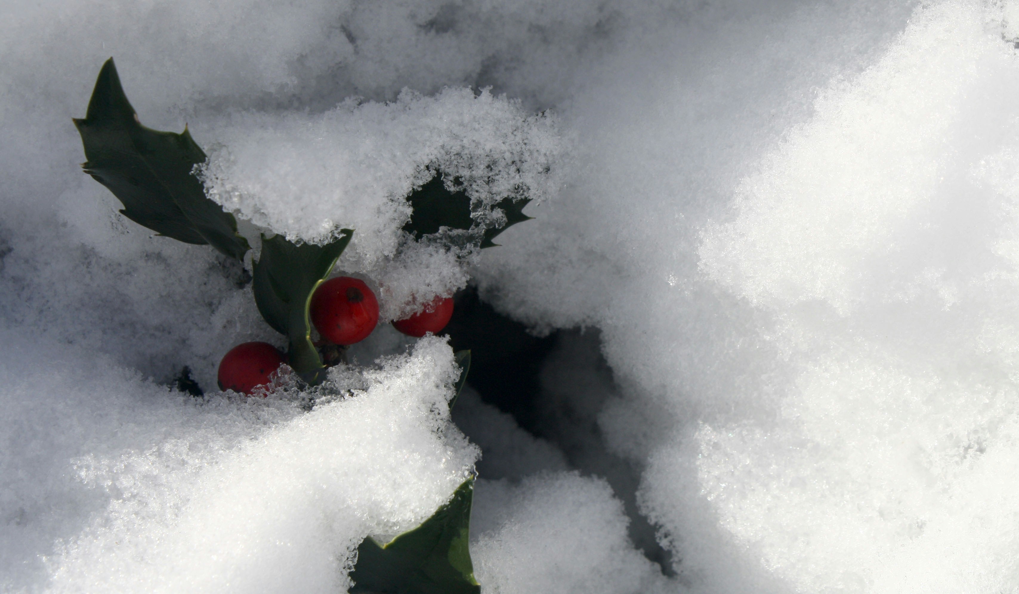 Scarlet Beads Peeking Through a Winter Snowdrift