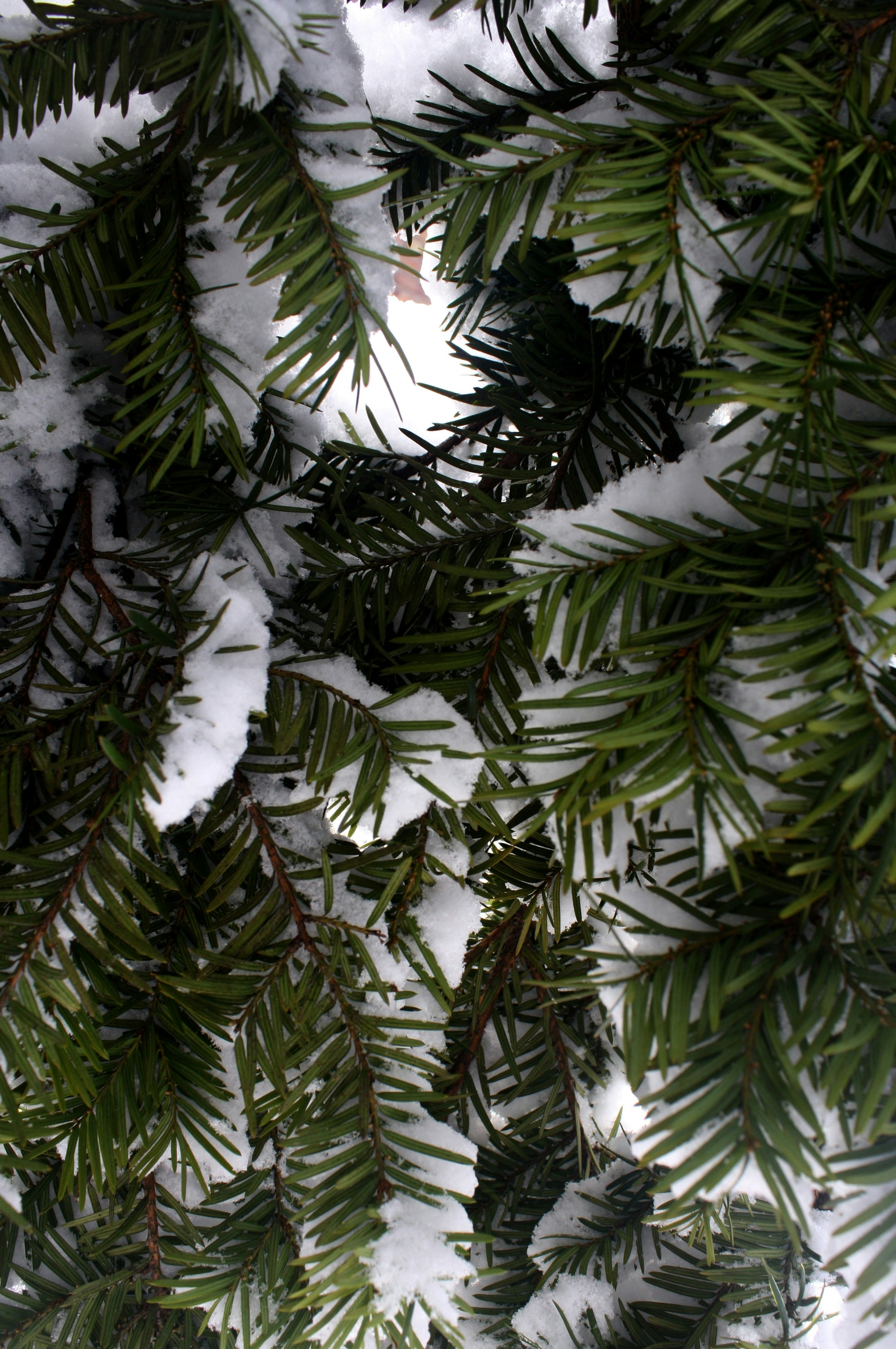 Snow-laden pine needles weave a winter lattice
